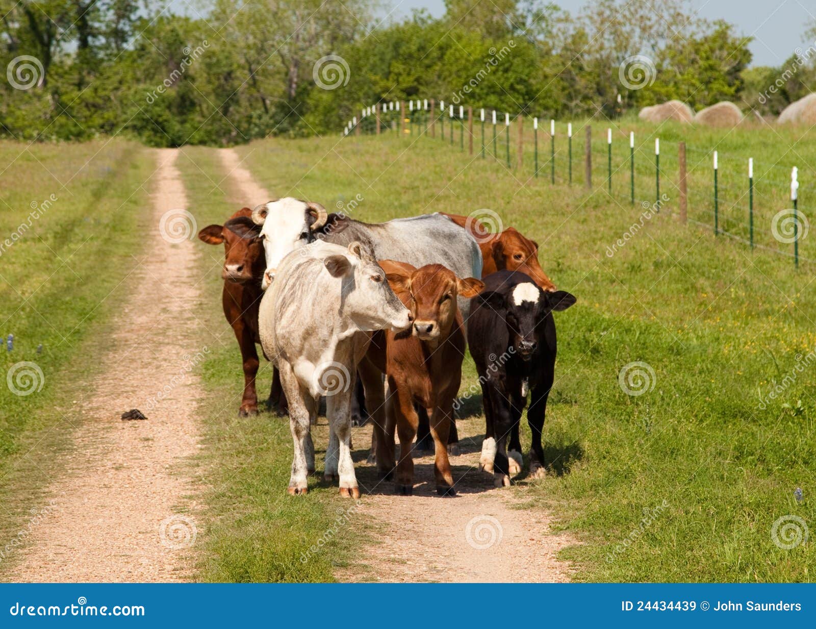 Small group of cows stock image. Image of mixed, farming - 24434439