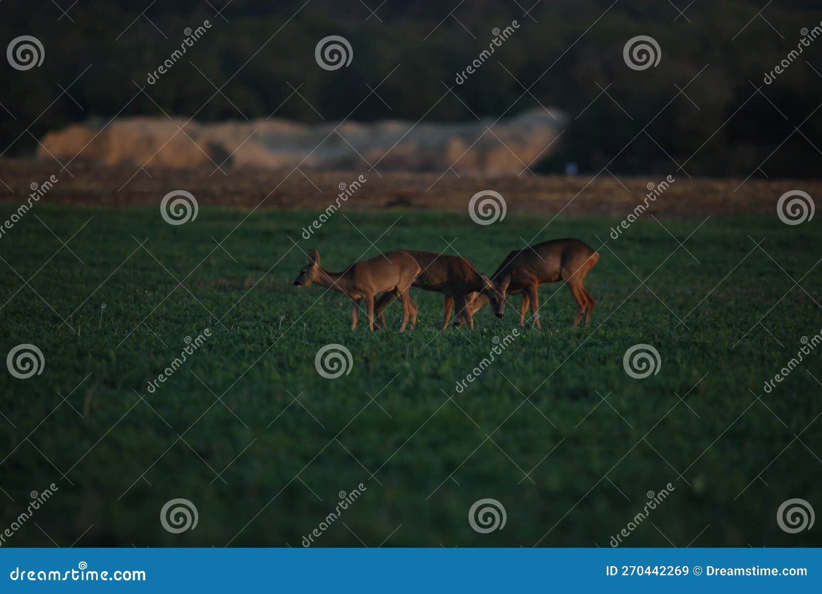 A Small Group of Doe in the Meadow Stock Image - Image of grazing ...