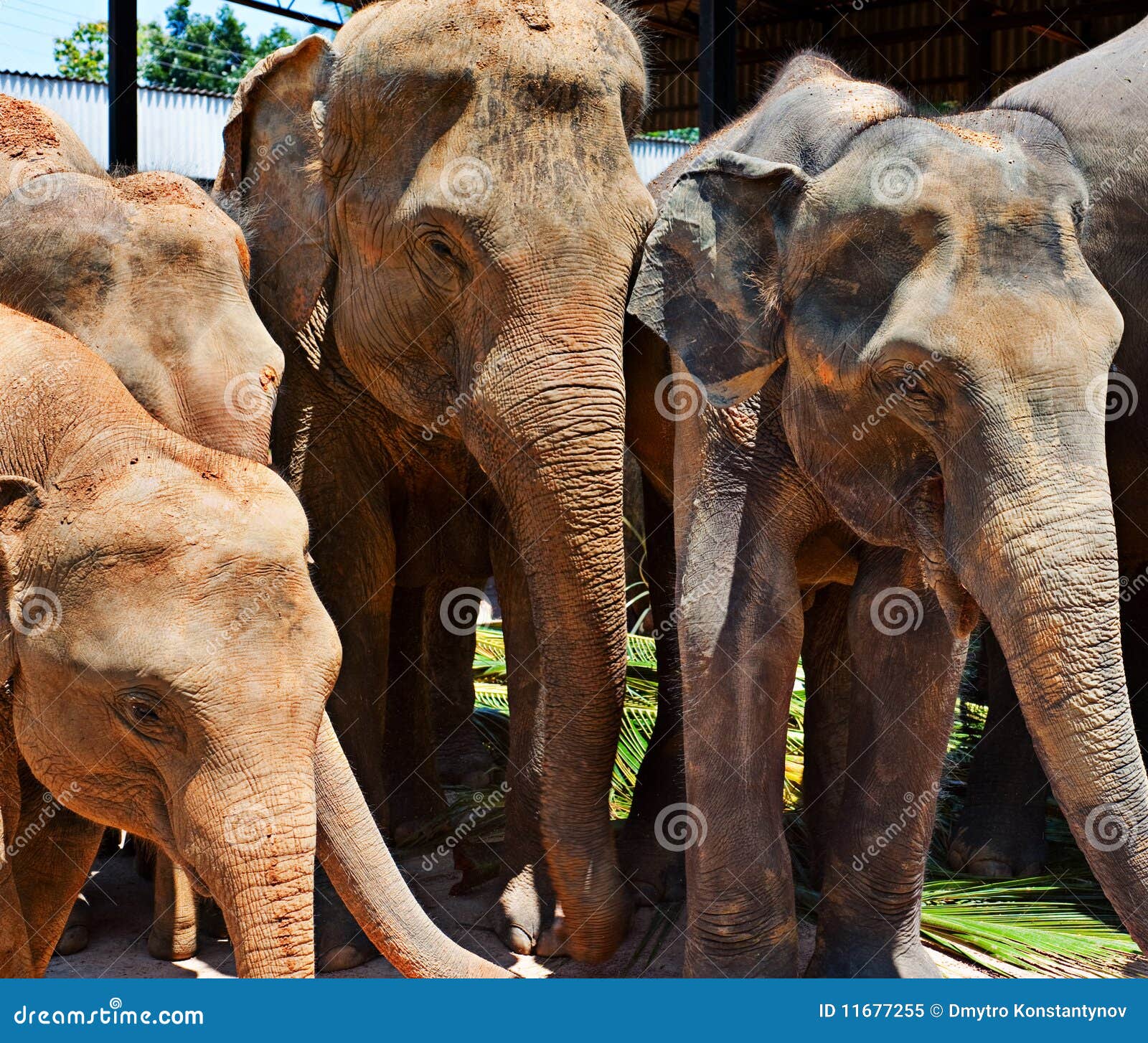 Small group of elephants stock image. Image of herd, travel - 11677255