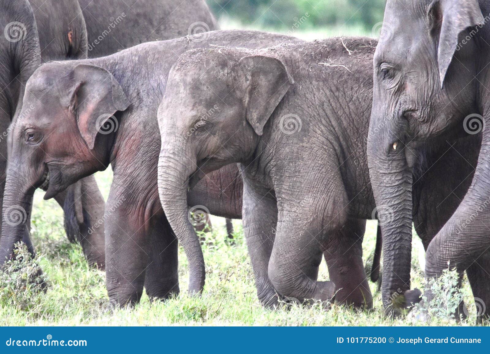 Small Group of Elephants Including Two Babies Stock Photo - Image of ...