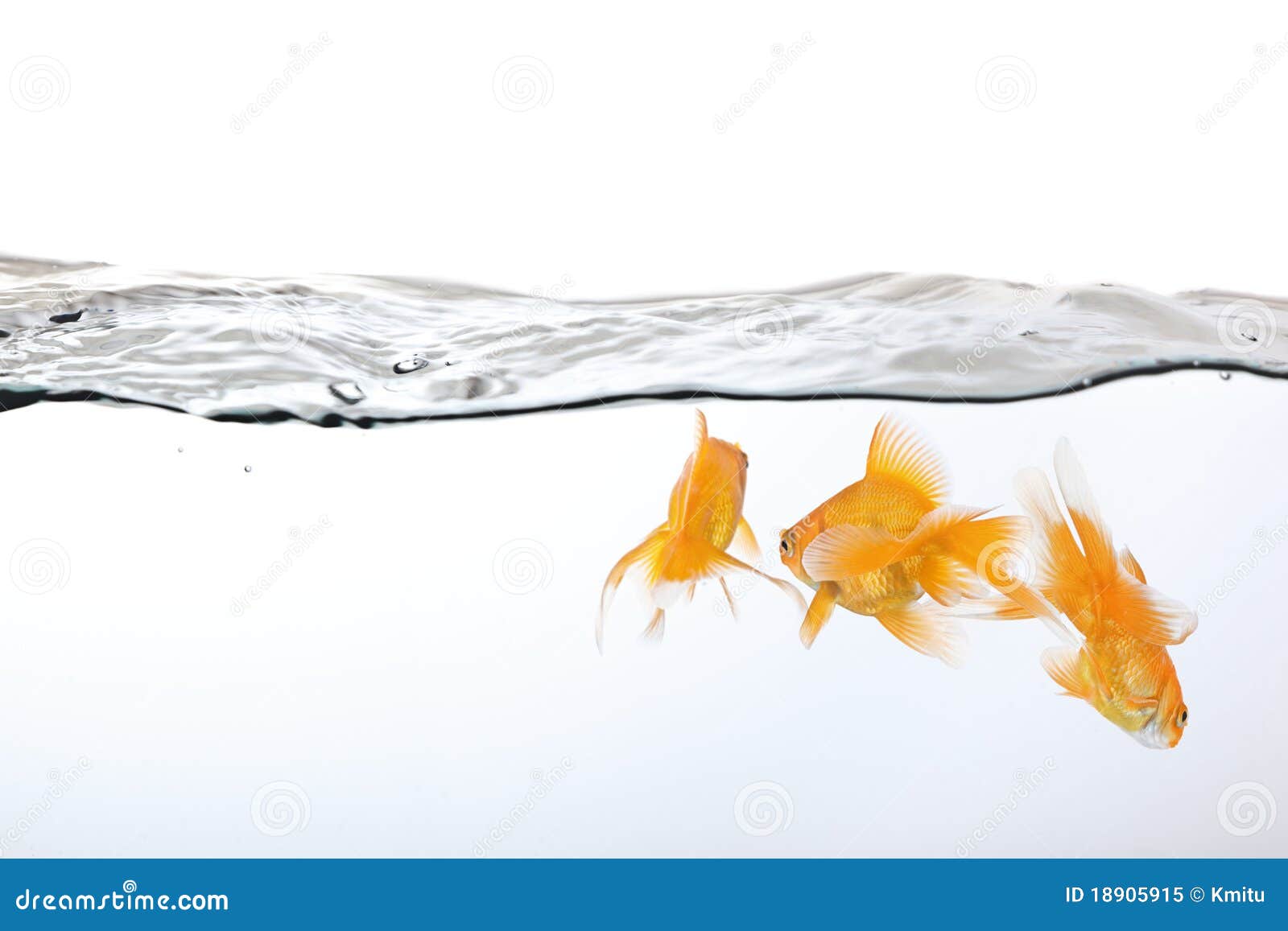 Small group of goldfish stock image. Image of shot, ripple - 18905915