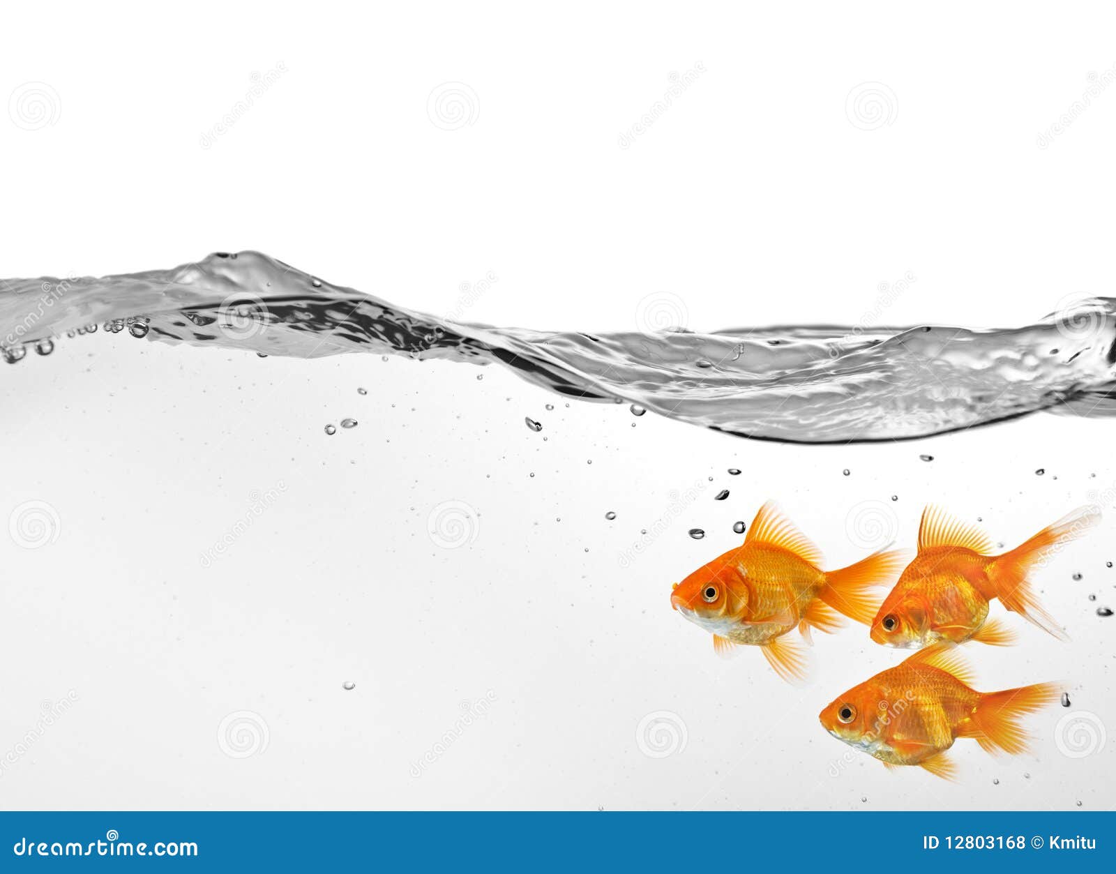 Small Group of Goldfish in Water Stock Photo - Image of macro, single ...