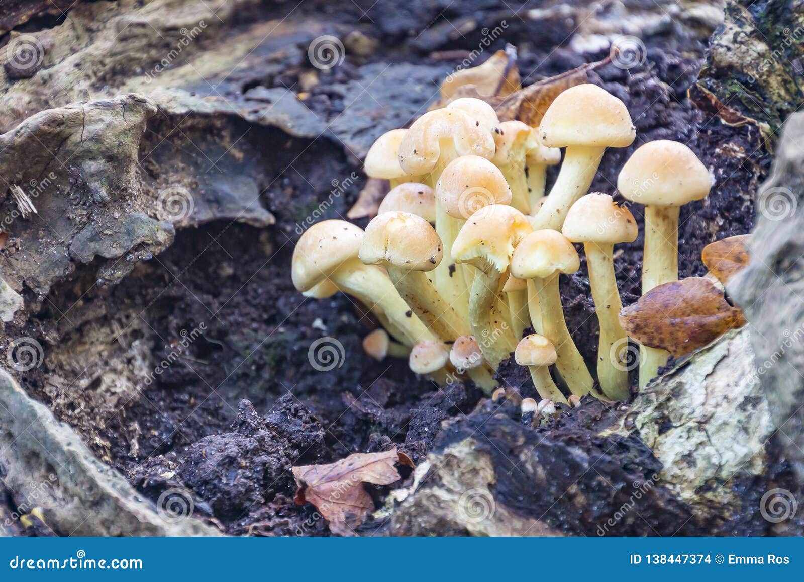 A Small Group of Mycotoxine Fungus on a Dead Tree Stock Photo - Image ...