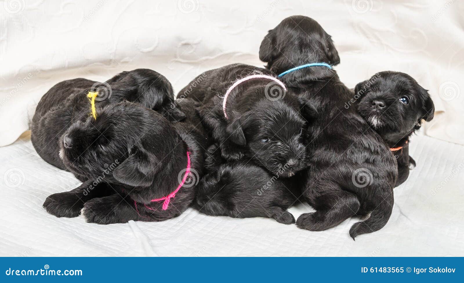 Small Group Puppi Miniature Schnauzer Stock Image - Image of canine ...