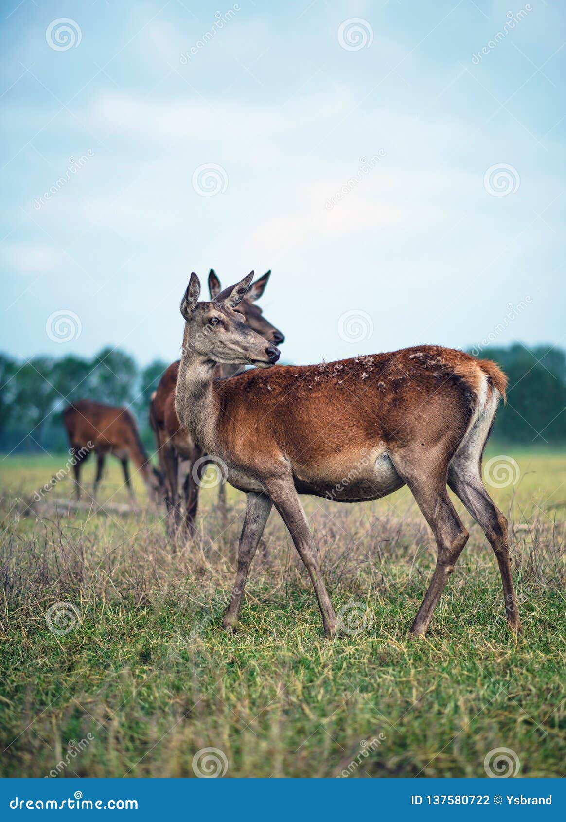 Small Group of Red Deer Hinds in Meadow. Stock Photo - Image of group ...
