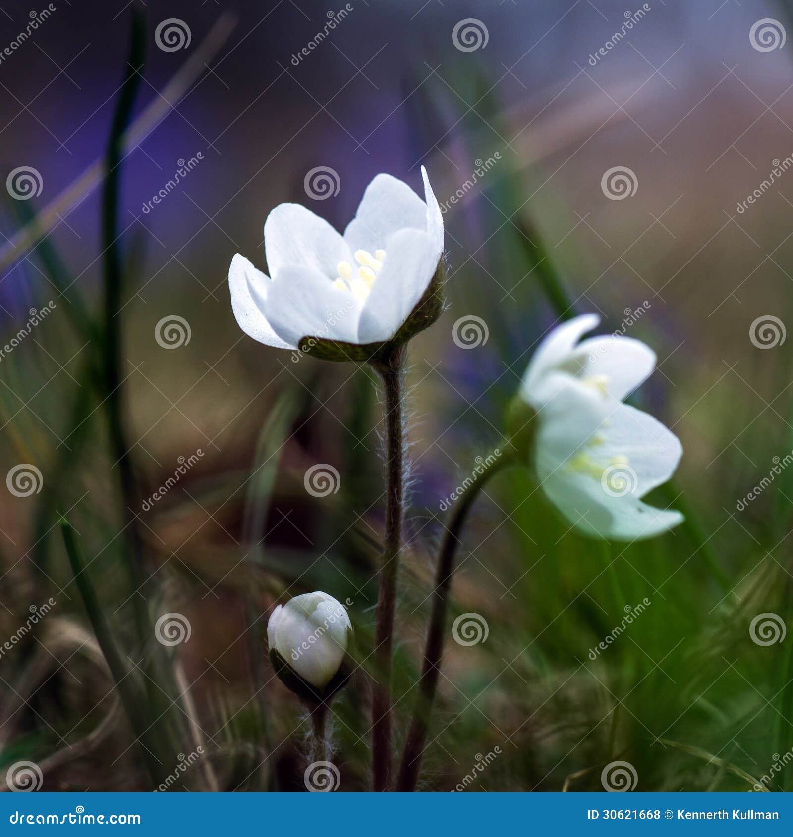 Small Group of White Flowers Stock Photo - Image of flower, detail ...
