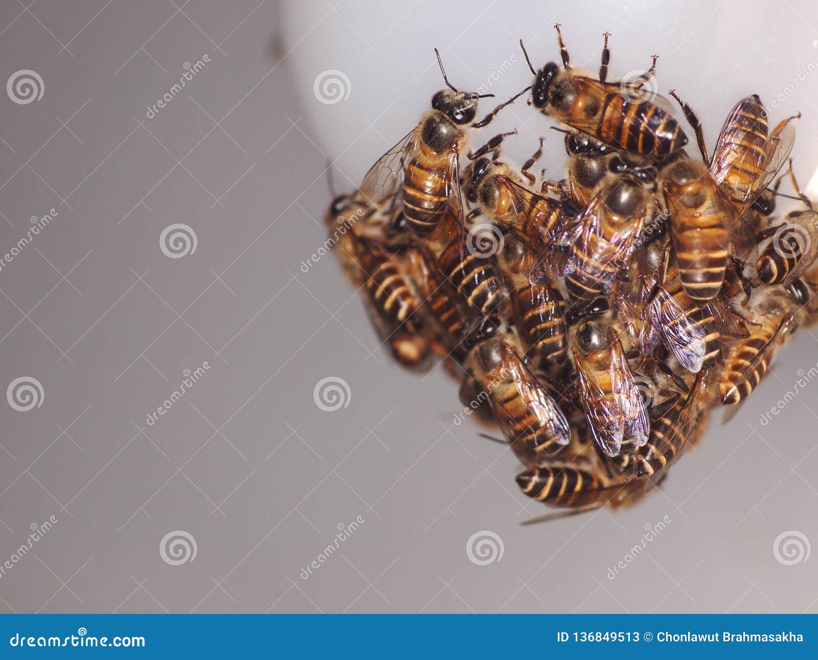 Small Group of Wild Bees on White LED Bulb Stock Image - Image of ...