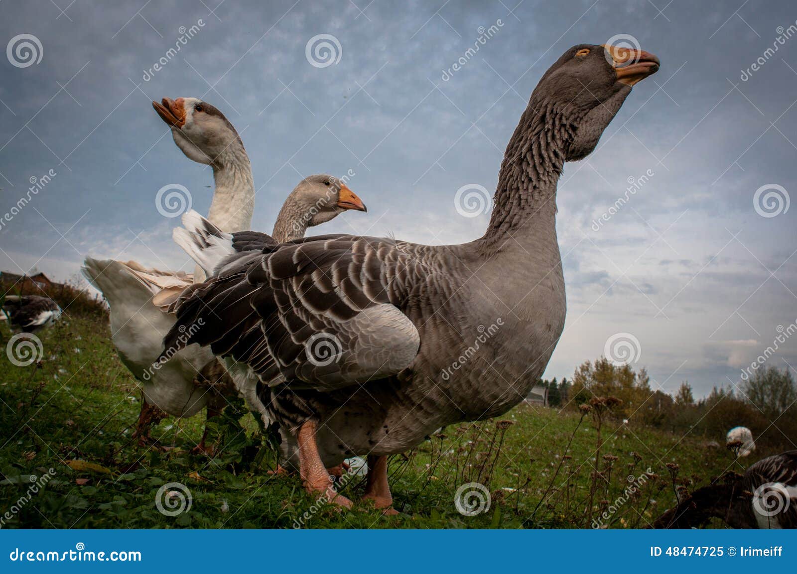Small Group of Wild Geese Walking on Grass Stock Image - Image of fauna ...