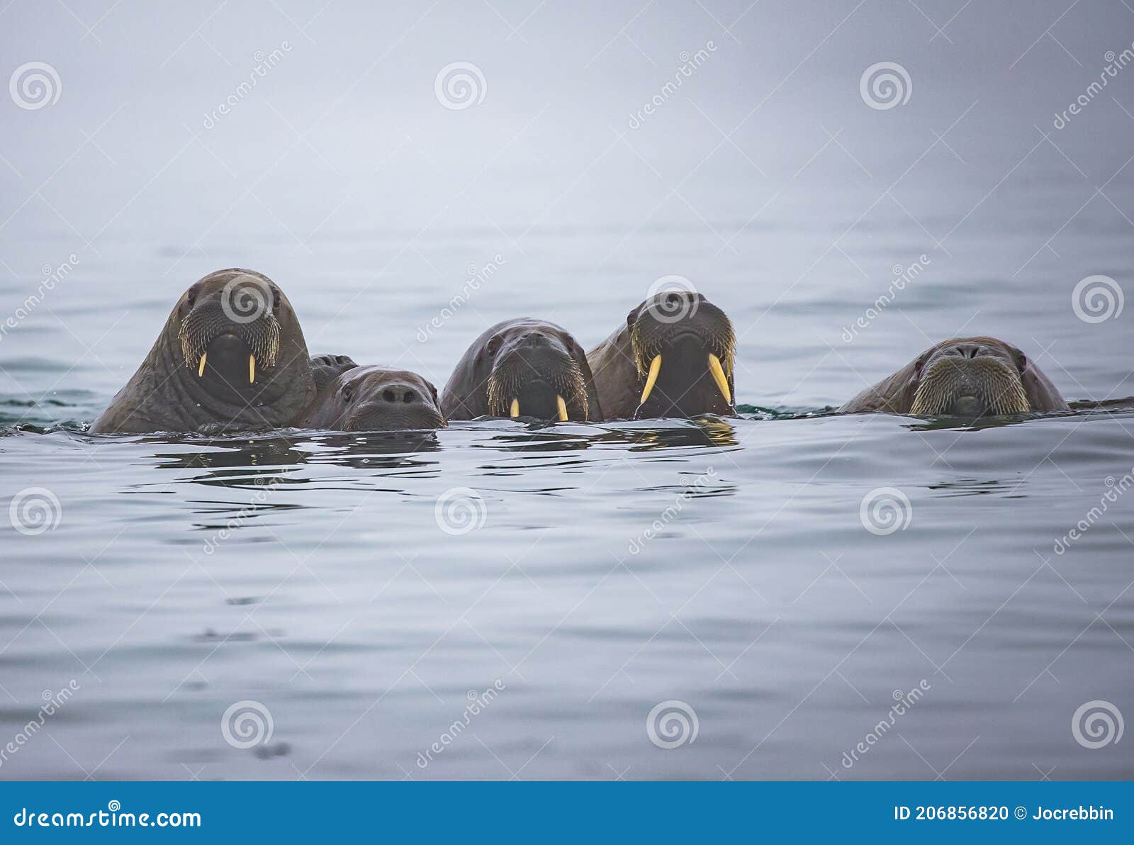 Small Group of Young Walruses All in a Row Stock Photo - Image of ...