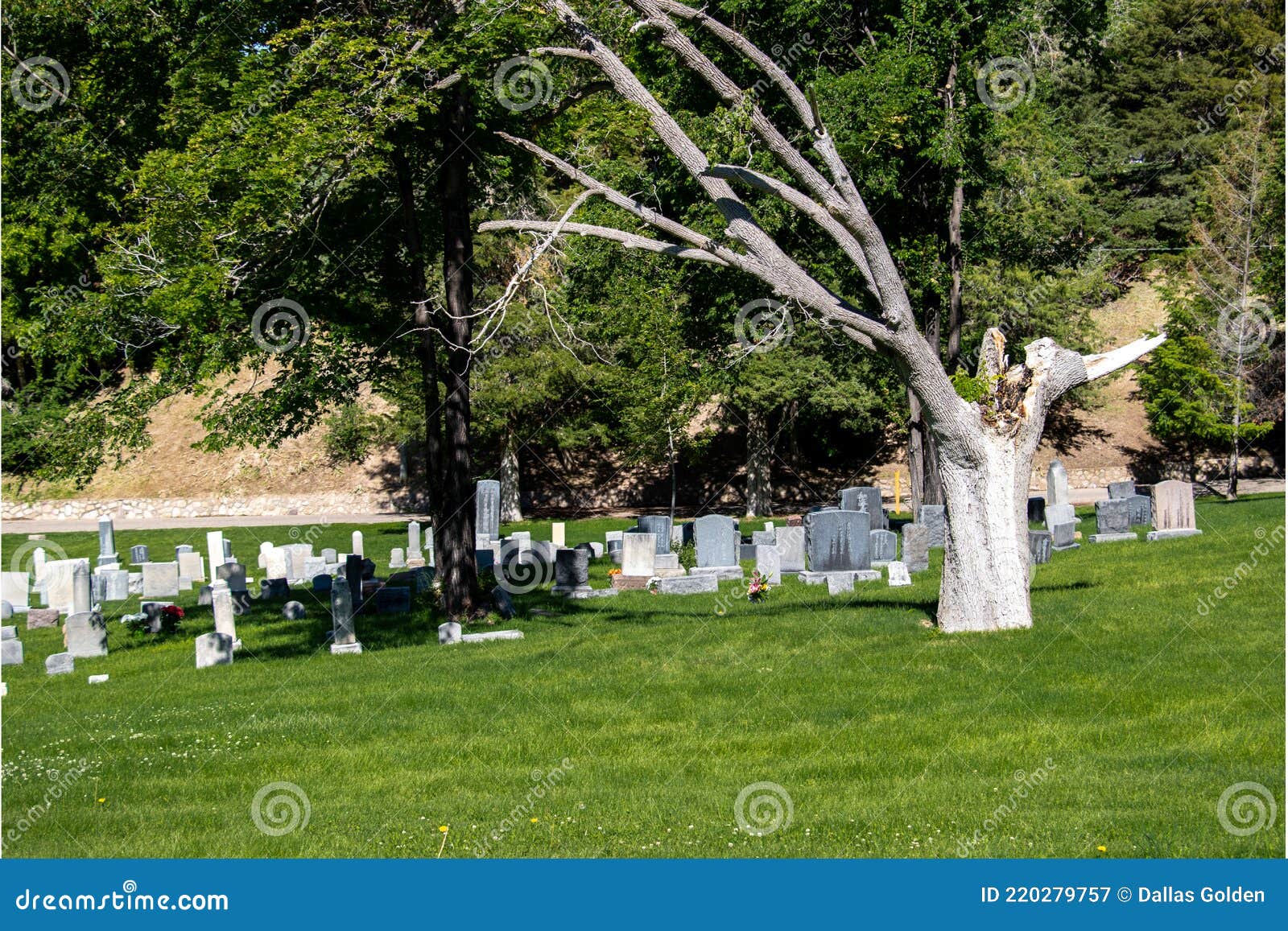 A Small Grouping of Cemetery Headstones in a Grove Editorial ...