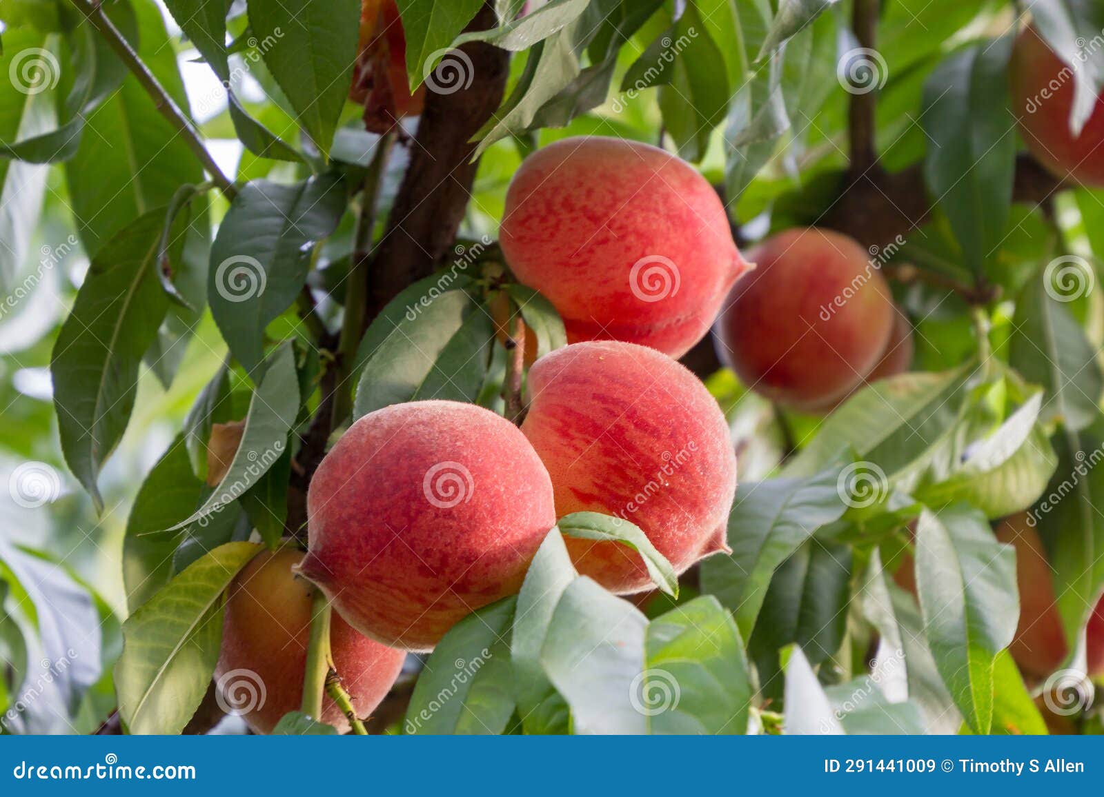 A Small Grouping of Red Peaches are Growing on a Tree. Stock Image ...