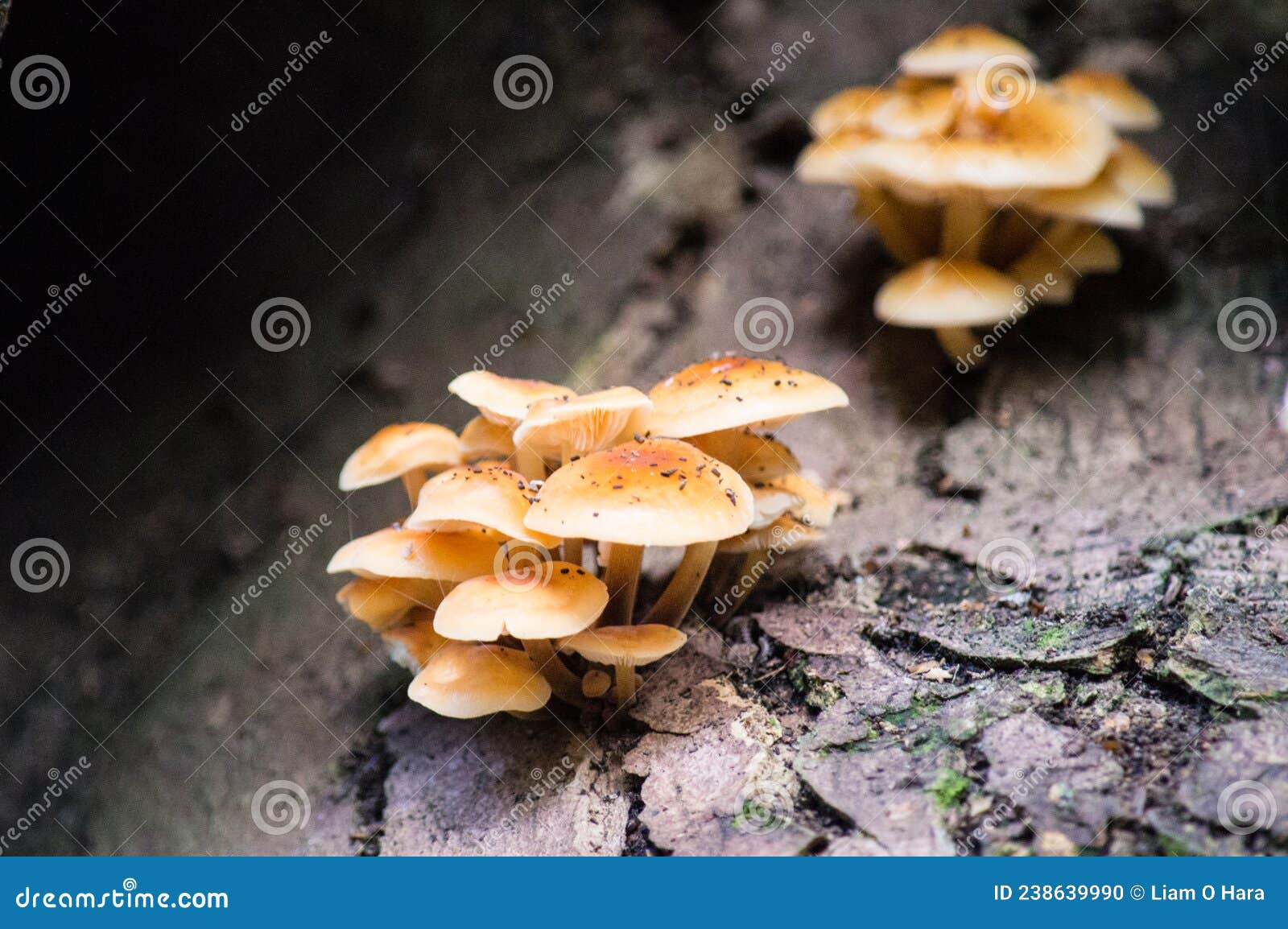 Clumps of fungus on a tree stock photo. Image of fungus - 238639990