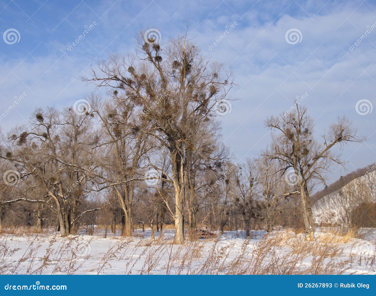 Small Grove of Elms in the Winter Stock Image - Image of tree, deserted ...