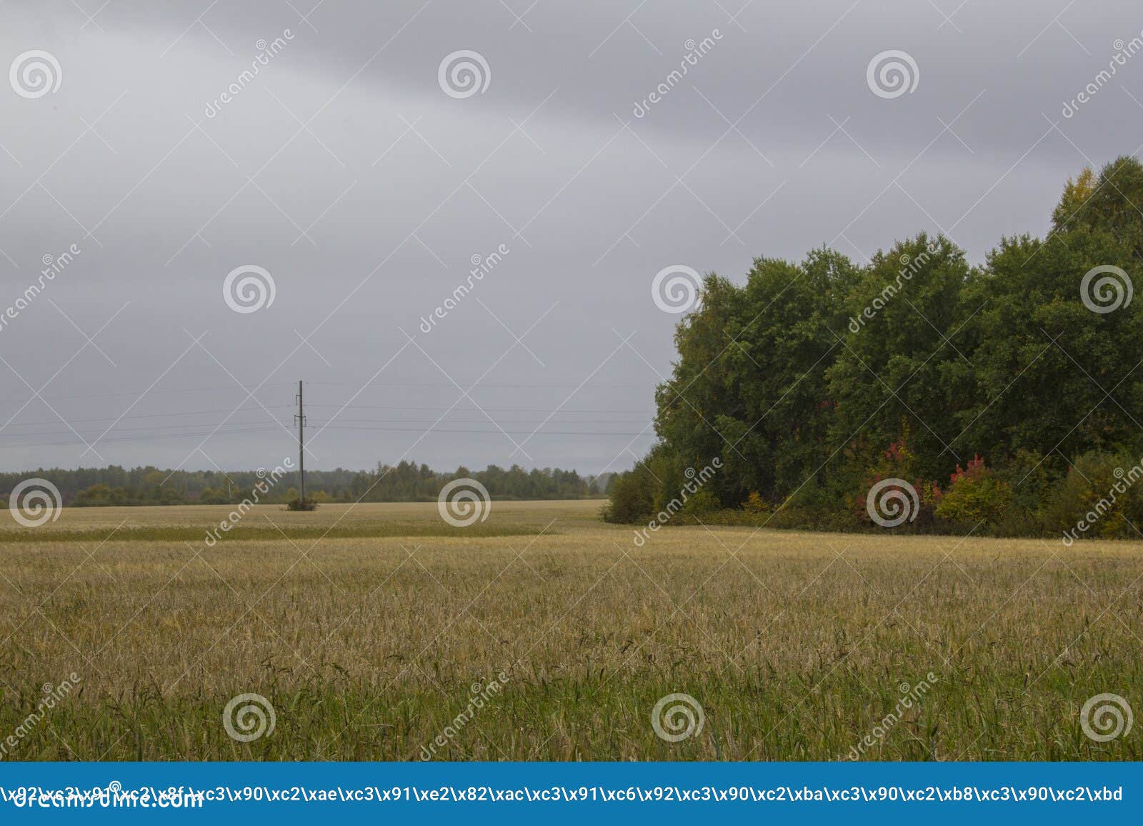 Small grove in the field stock photo. Image of grove - 197548634