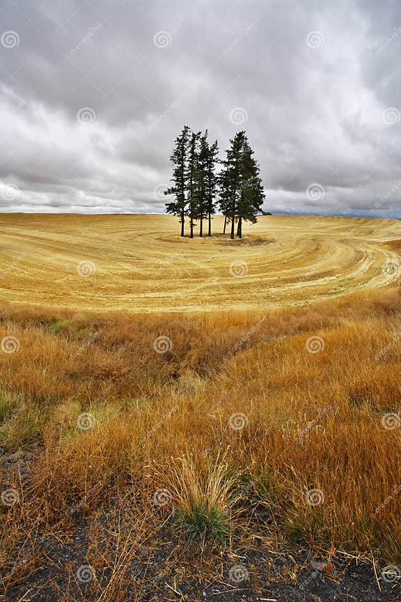 Small grove in fields stock photo. Image of scenic, cloudscape - 17584772