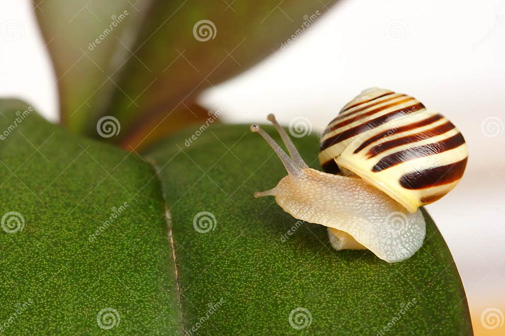 Small Grove Snail on Green Leaf Stock Photo - Image of outdoors, helix ...
