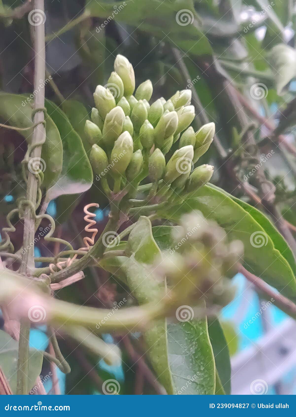 A Small Growing Flower Growing on Creeper Stock Image - Image of stem ...