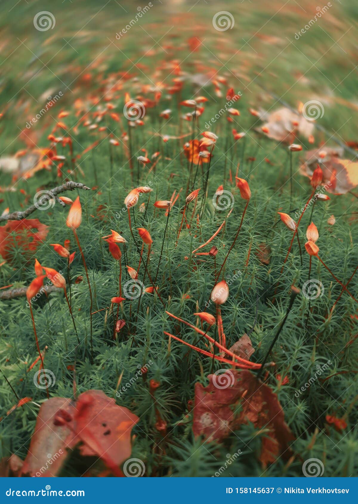 Small Growing Flowers in the Wild Forest Stock Image - Image of kitchen ...
