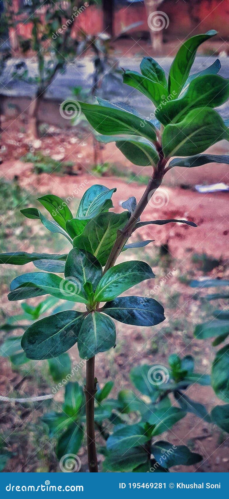 Small Growing plant stock image. Image of shrub, blossom - 195469281