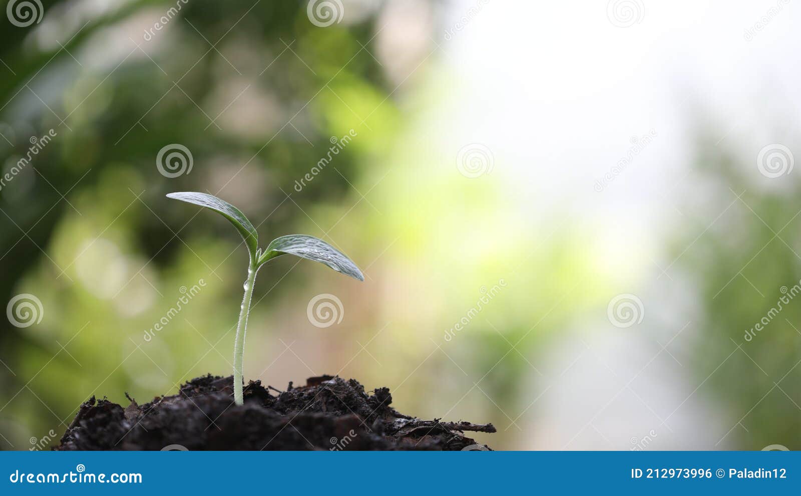Small Growing Plant with Dark Soil Stock Photo - Image of country, life ...