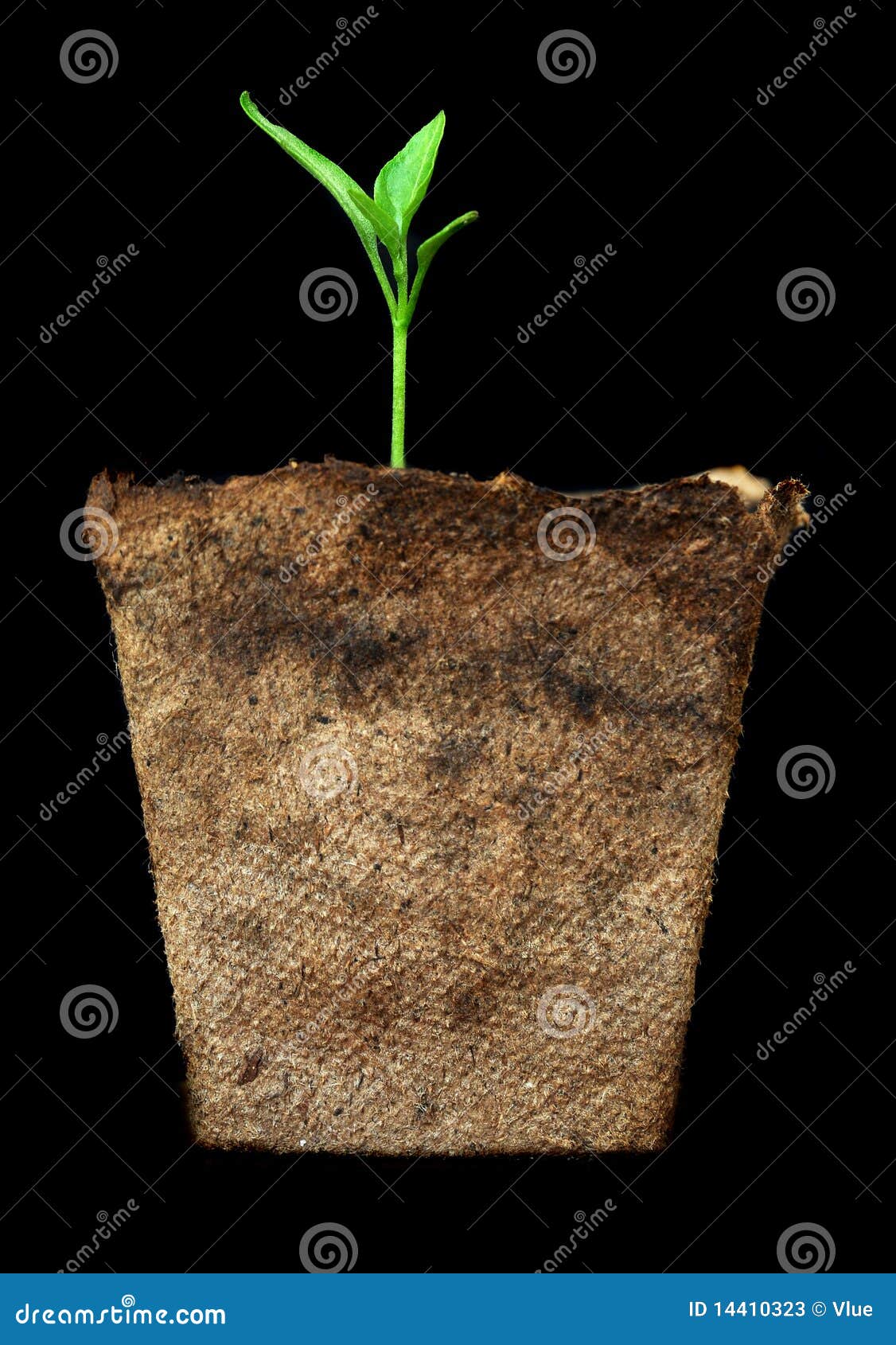 Small growing plant in pot stock image. Image of background - 14410323