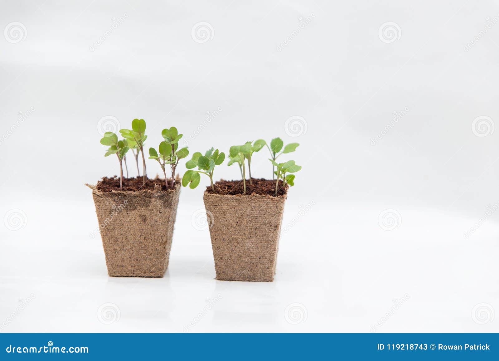 Small Plants on White Background Stock Image - Image of develop, plants ...