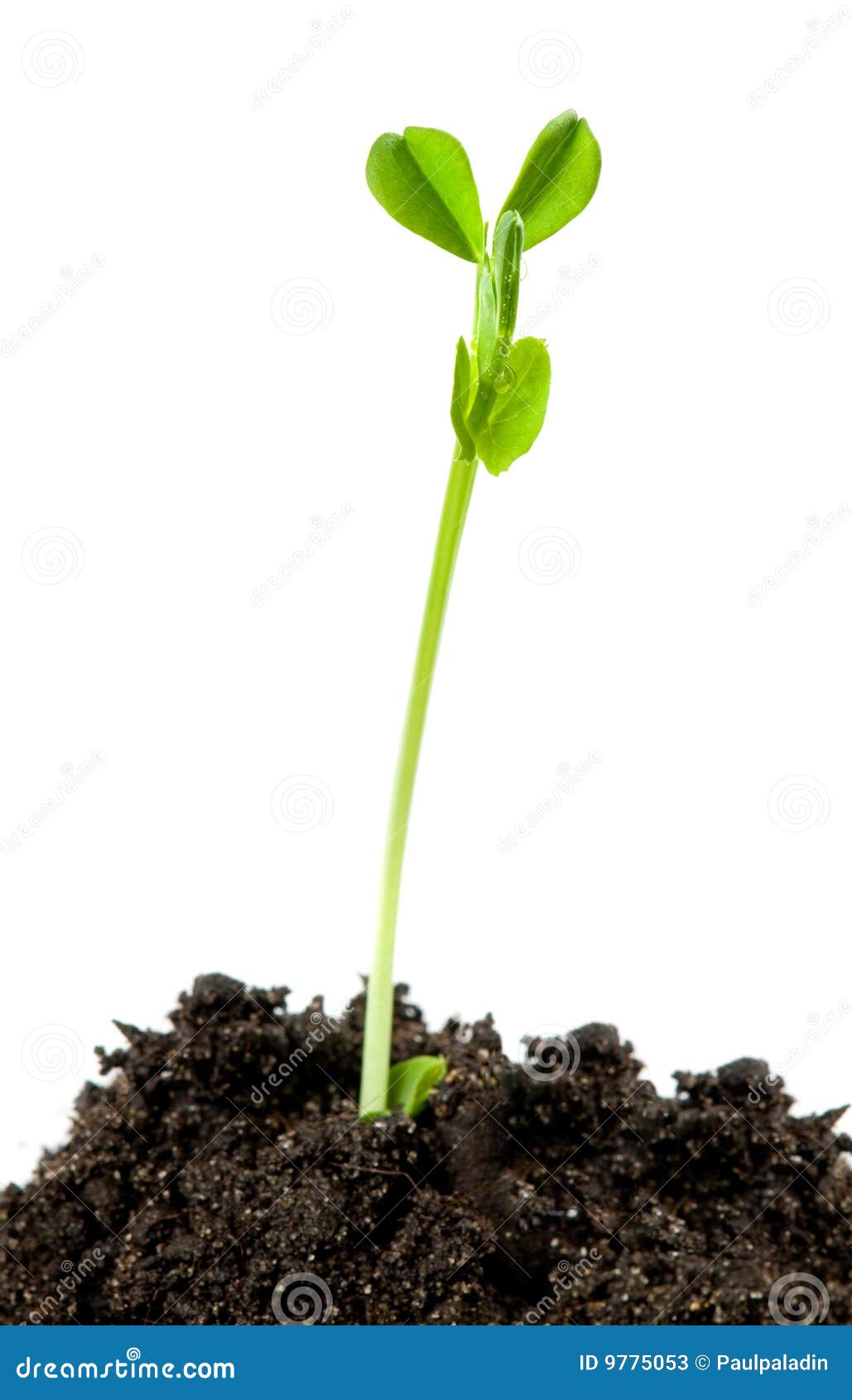 Small growth plant stock image. Image of environmental - 9775053