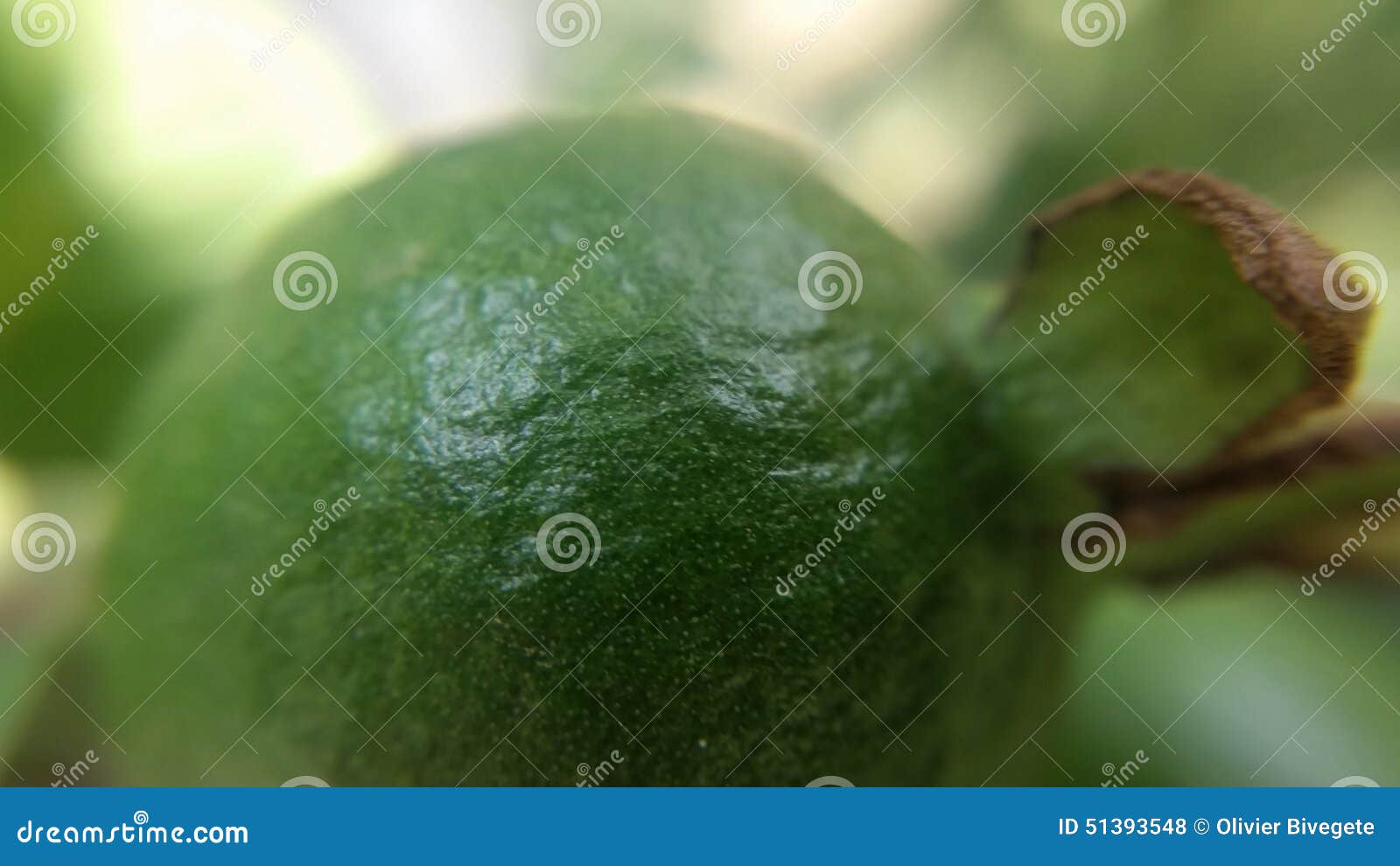 Small guava fruit stock photo. Image of africa, fruit - 51393548