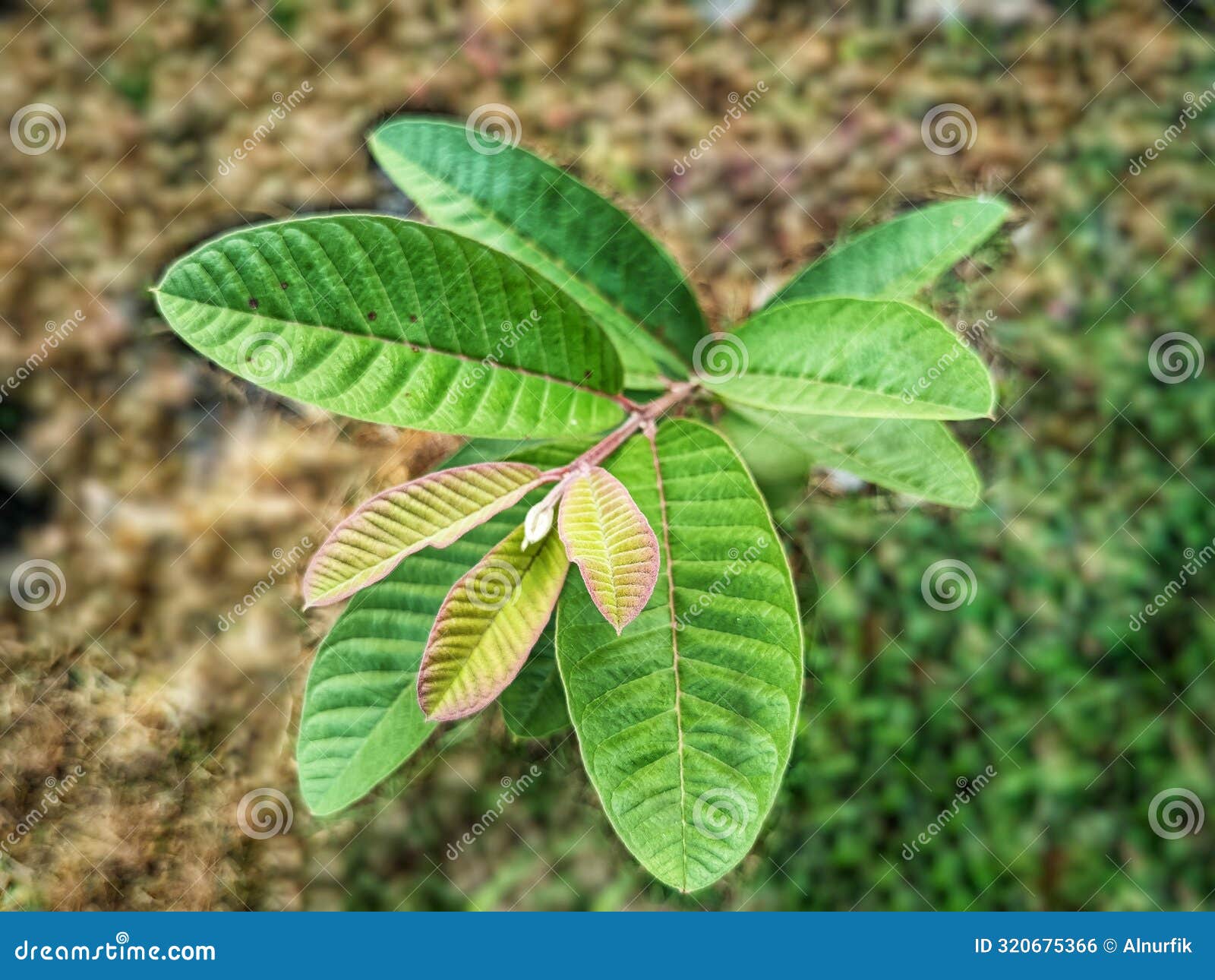 A Small Guava Tree and Green Leaves Growing in the Front Yard of the ...