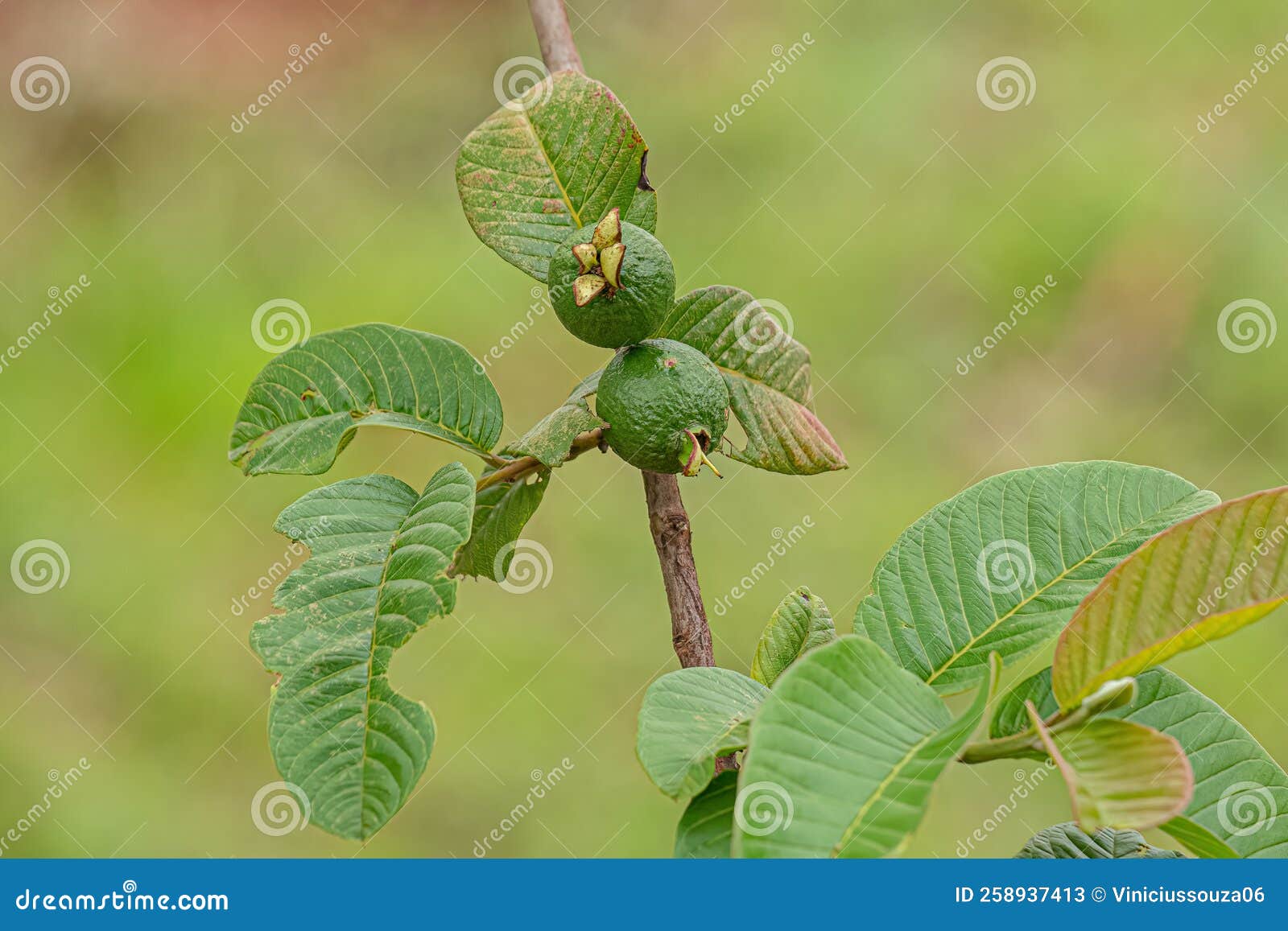 Small Guavas Fruit stock image. Image of petal, fruit - 258937413