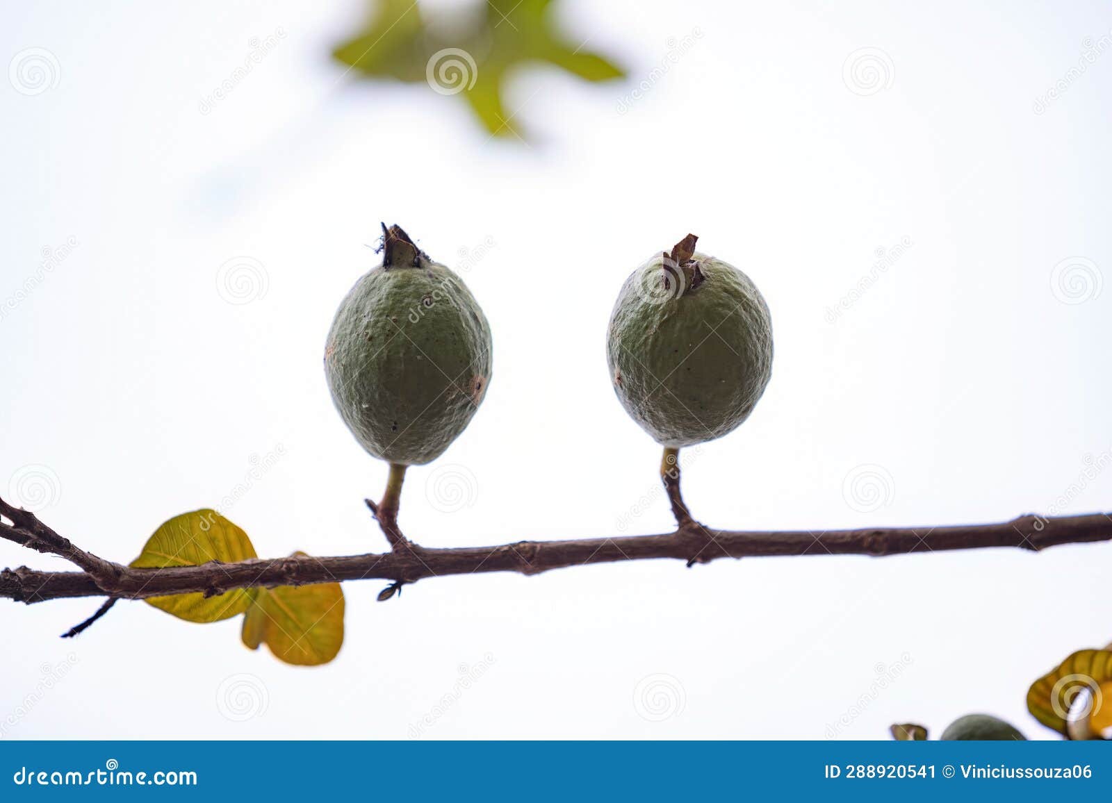Small Guavas Fruit stock image. Image of blossom, beautiful - 288920541