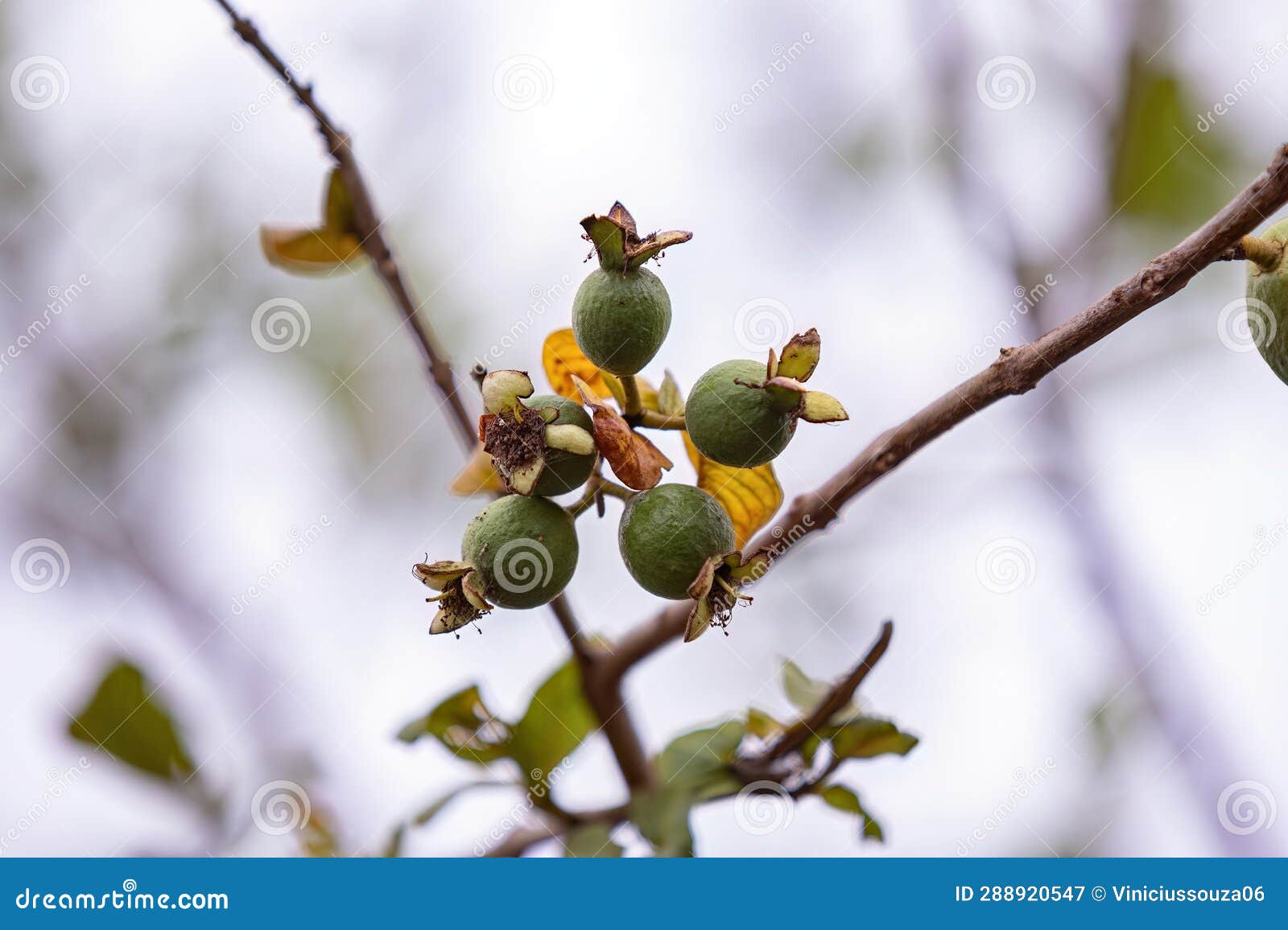 Small Guavas Fruit stock image. Image of flower, flora - 288920547