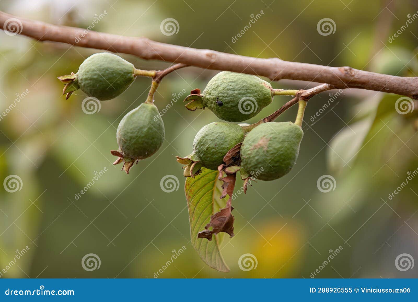 Small Guavas Fruit stock image. Image of blossom, guajava - 288920555