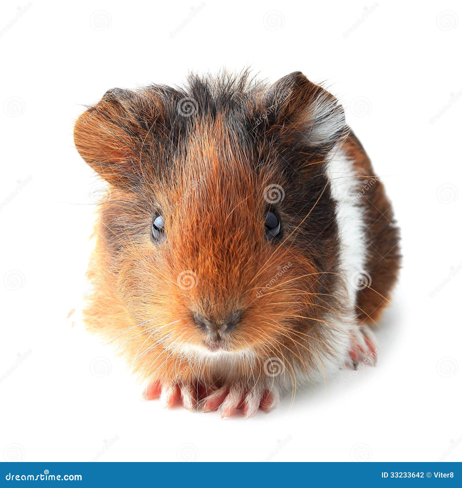 Small Guinea Pig Isolated on White Stock Photo - Image of young, cavia ...