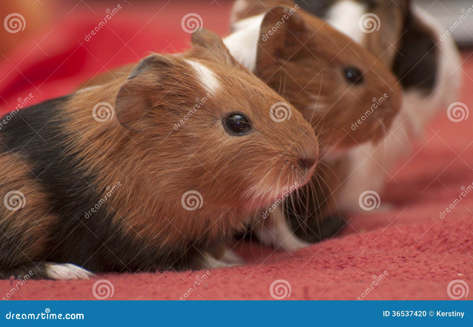 Small guinea pigs stock photo. Image of animal, vertebrate - 36537420