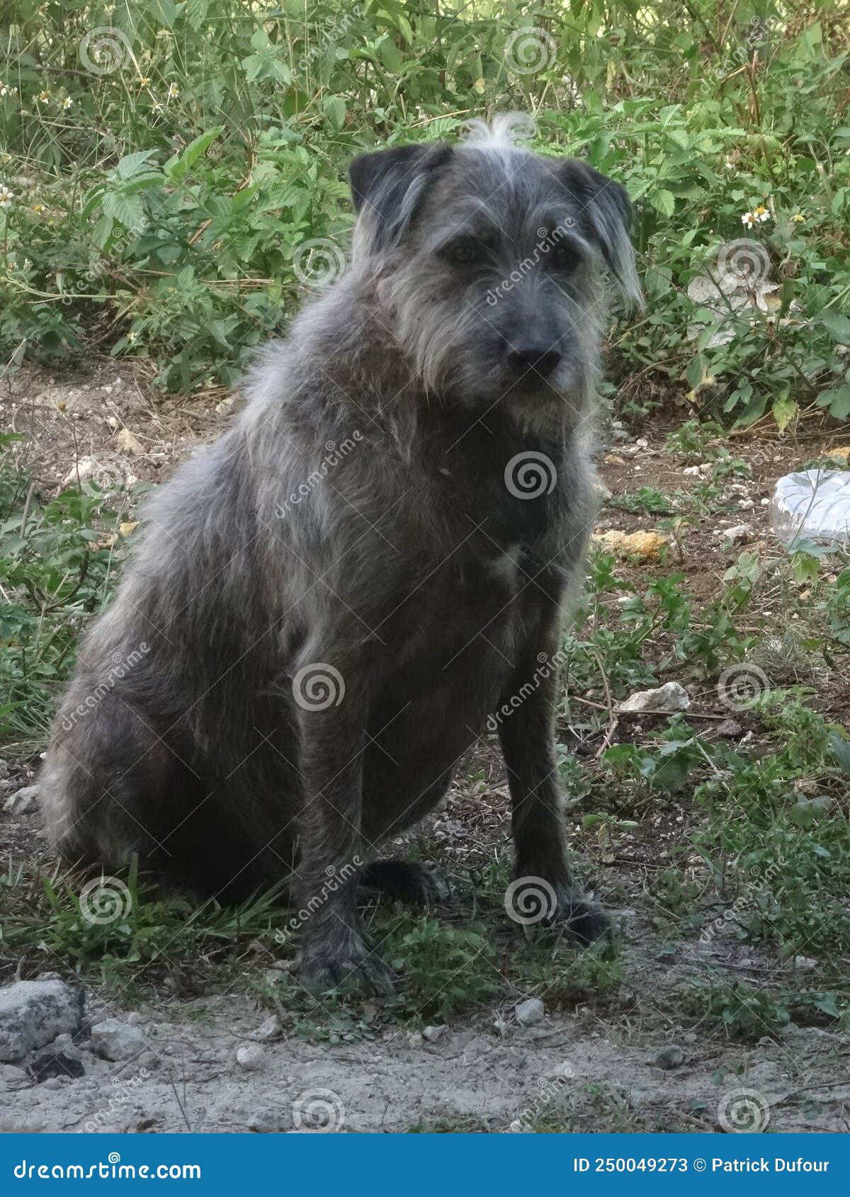 Small Hairy Burrowing Spider, Plesiophrictus Sp, Theraphosidae ...