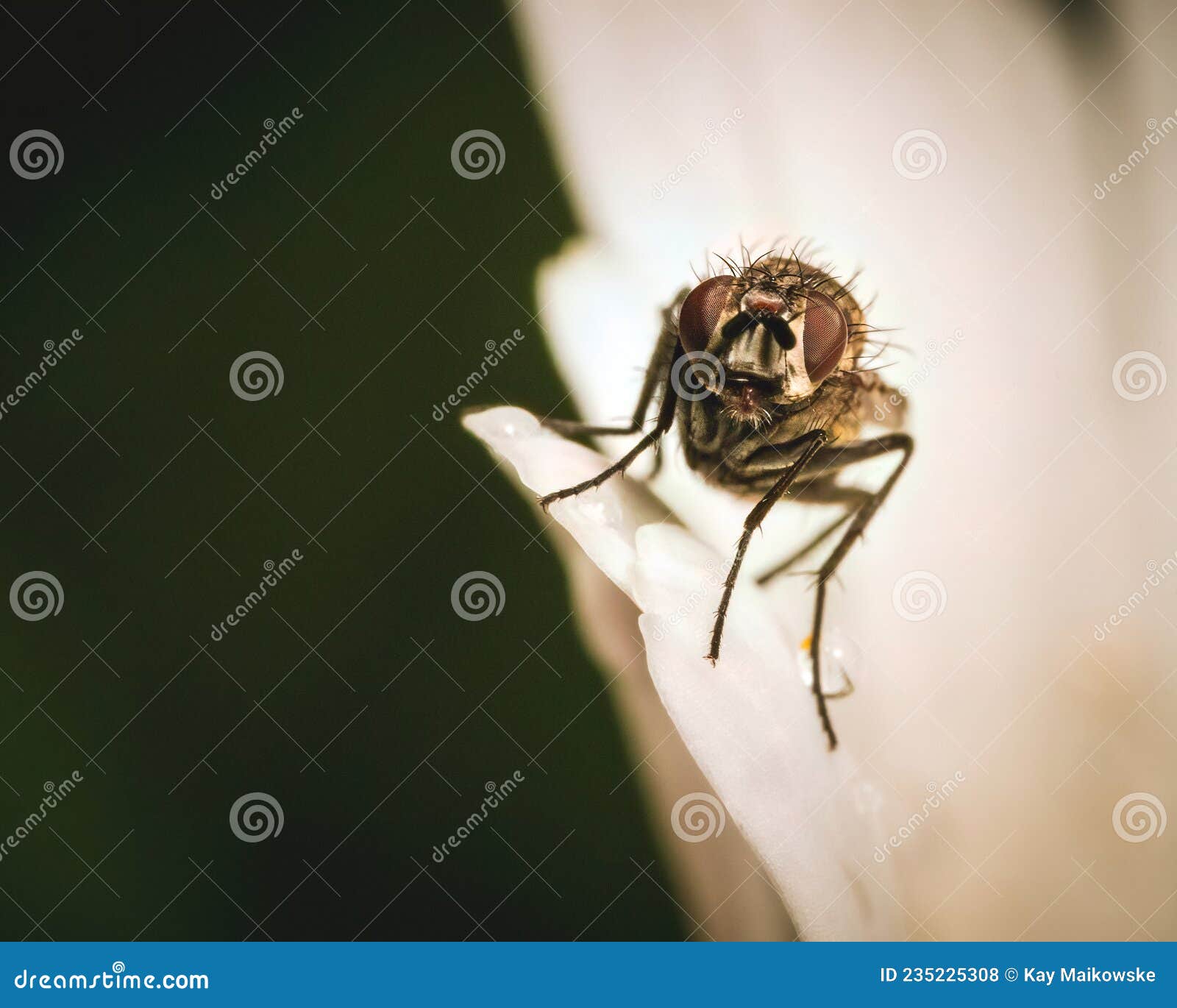 Small Hairy Fly on a Leaf in Nature. Stock Photo - Image of face ...