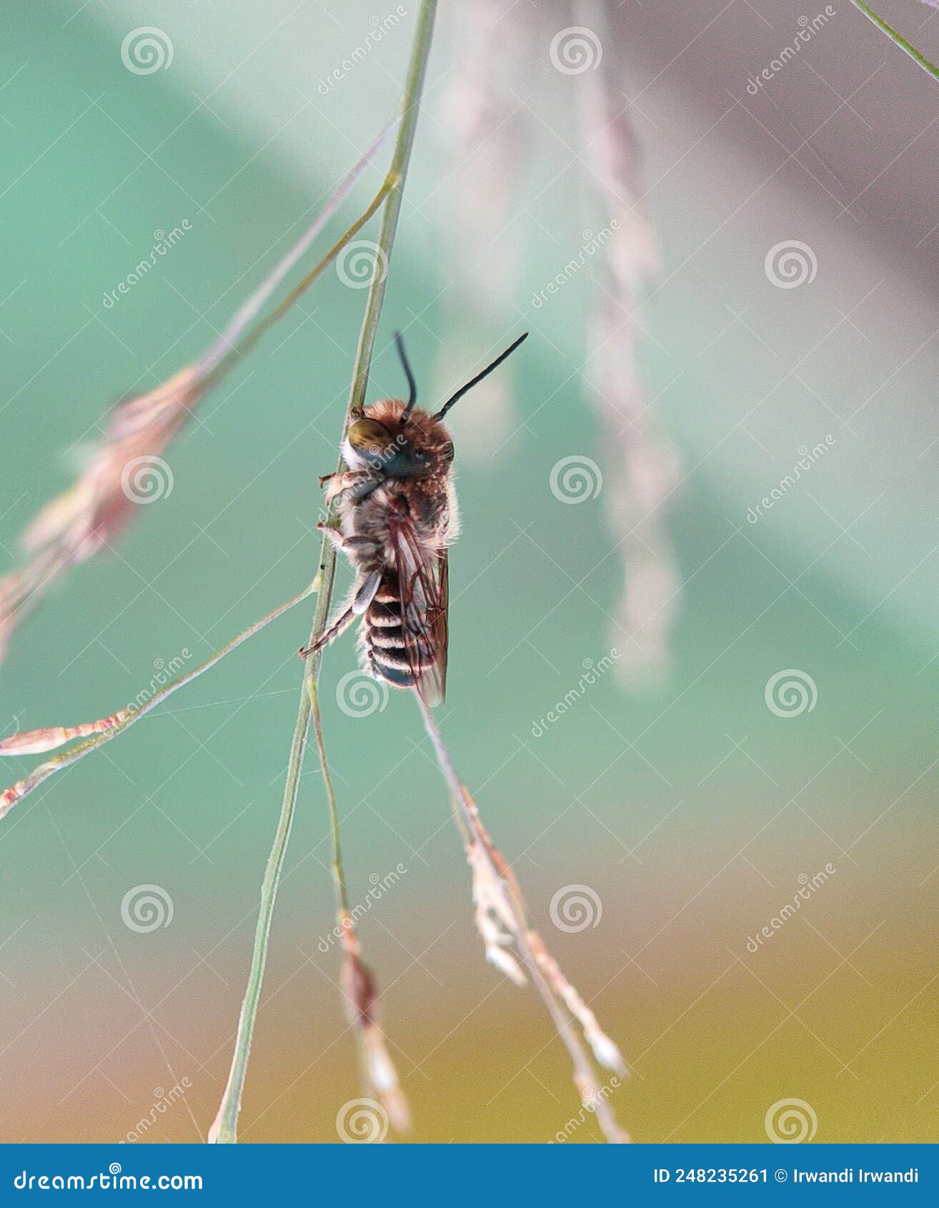 Small hairy insect hanging stock image. Image of flower - 248235261