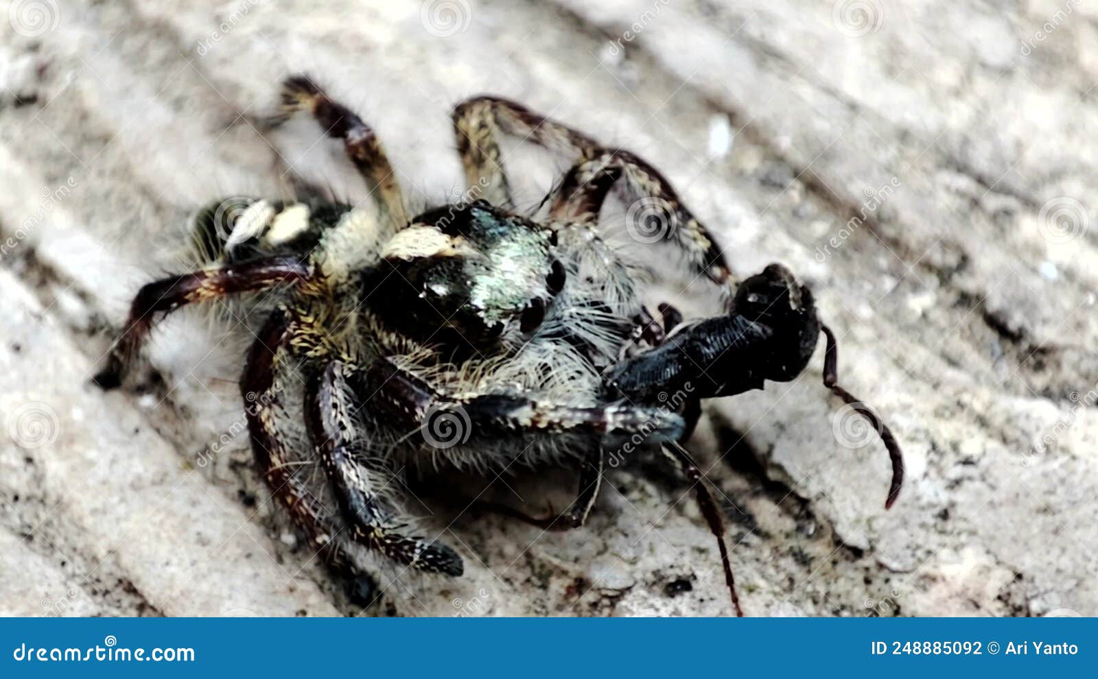 Small Hairy Spider Hunting Prey Stock Footage - Video of hunters ...