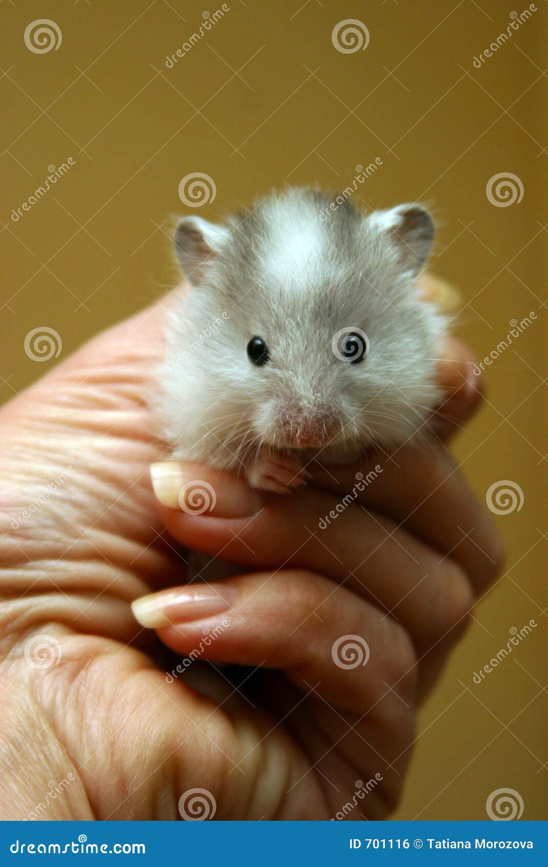 Small Hamster Sitting In Black Cat. Love Of Pets. Friendship Af Animals ...