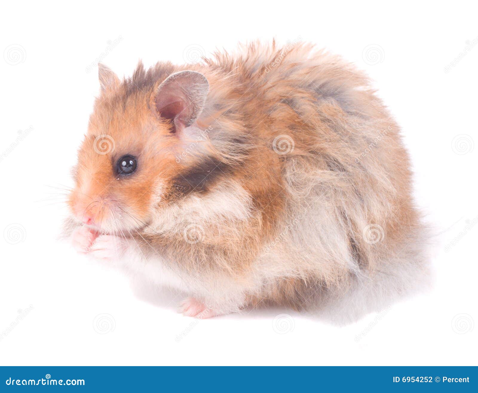 Small hamster stock photo. Image of mammal, studio, small - 6954252