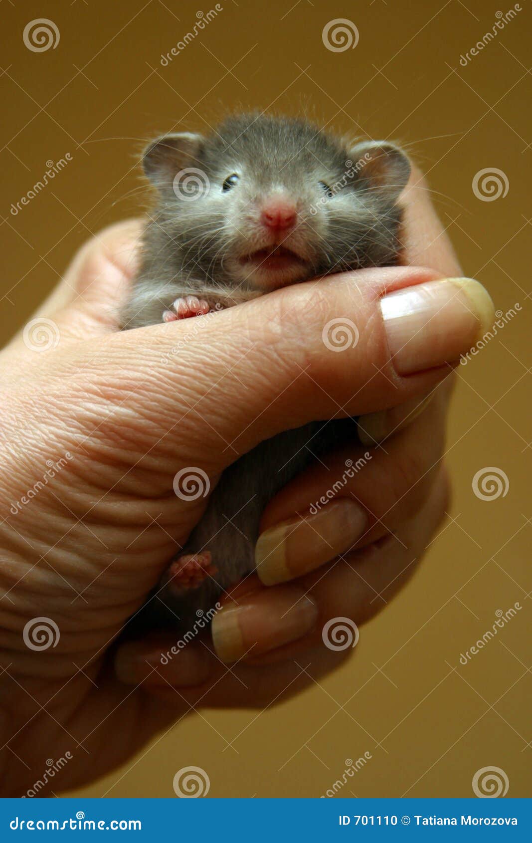 Small Hamster Sitting In Black Cat. Love Of Pets. Friendship Af Animals ...