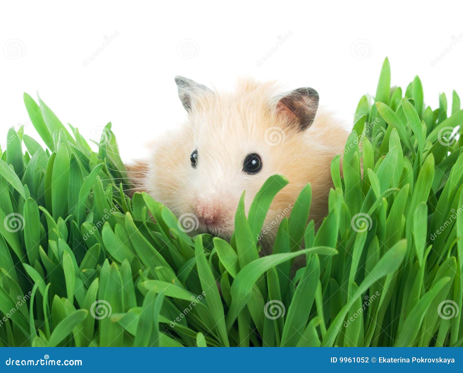 Small hamster in grass stock photo. Image of furry, mouse - 9961052