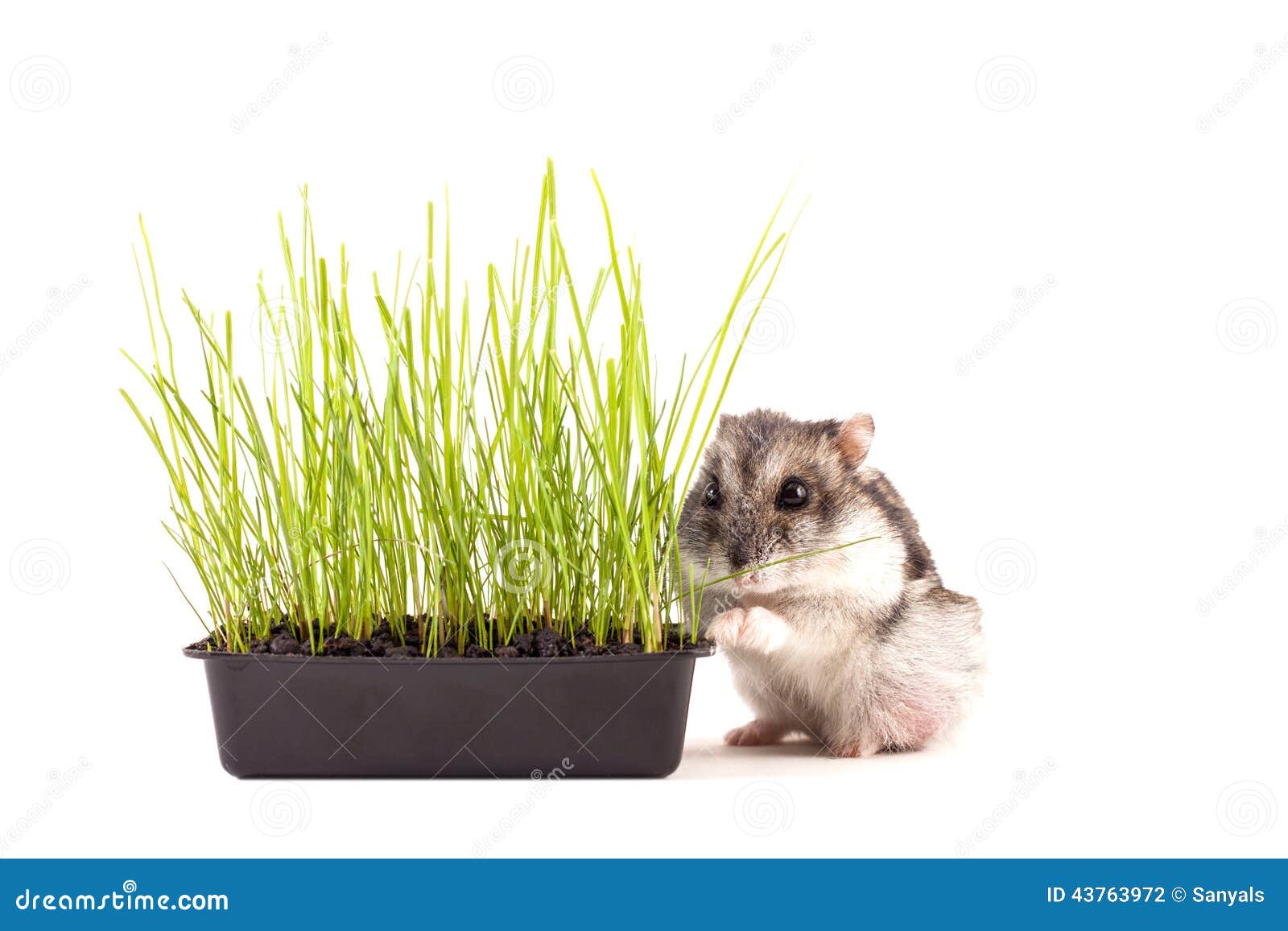 Small Hamster Hiding in Green Grass Stock Photo - Image of carefully ...