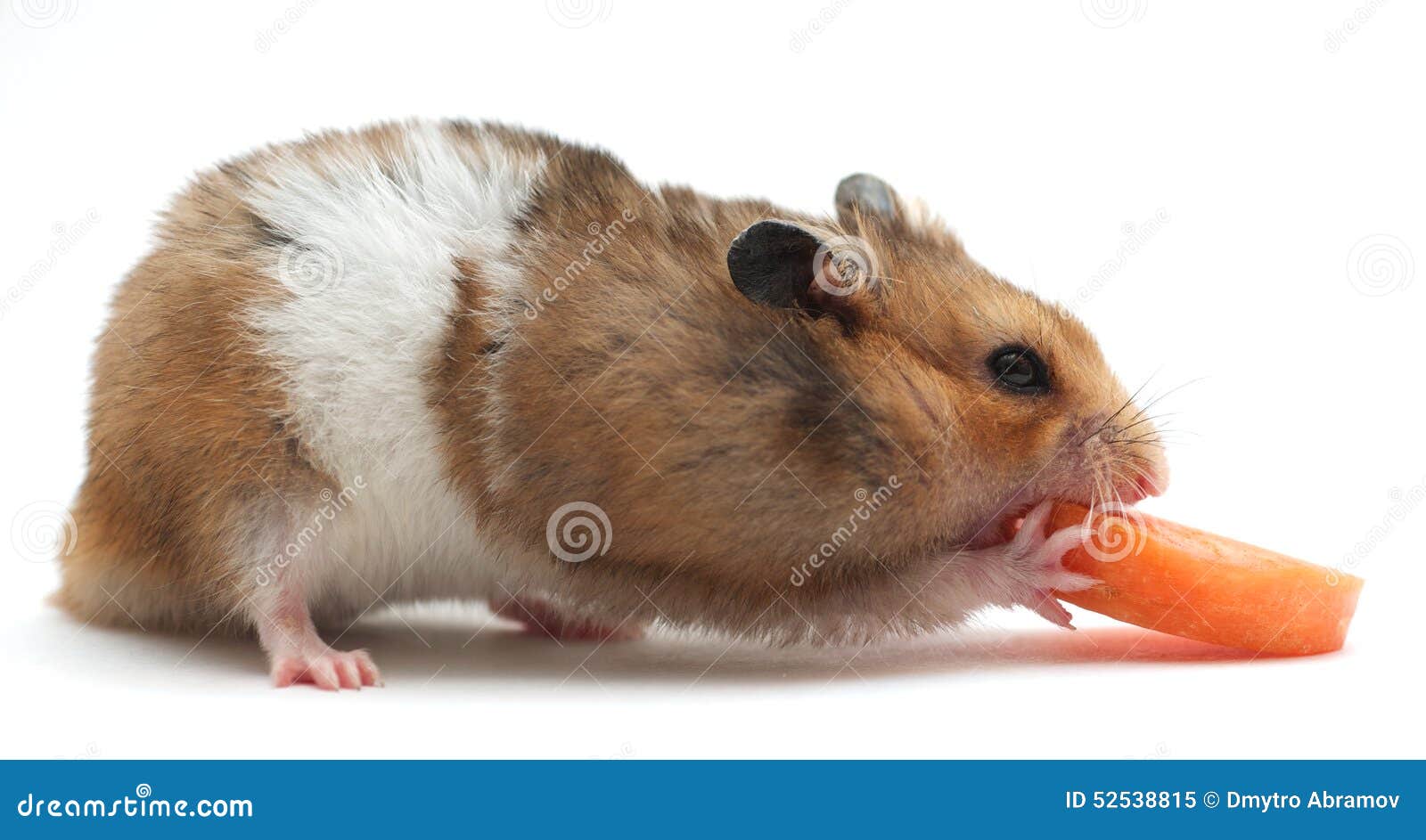 Small Hamster Sitting In Black Cat. Love Of Pets. Friendship Af Animals ...