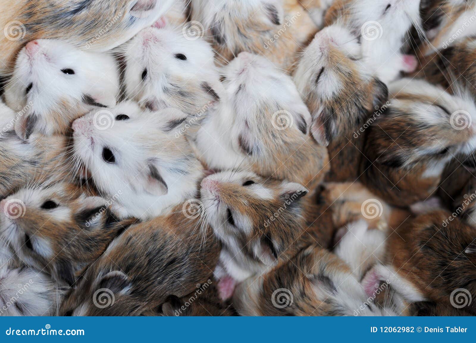 Small hamsters stock photo. Image of fluffy, young, themes - 12062982