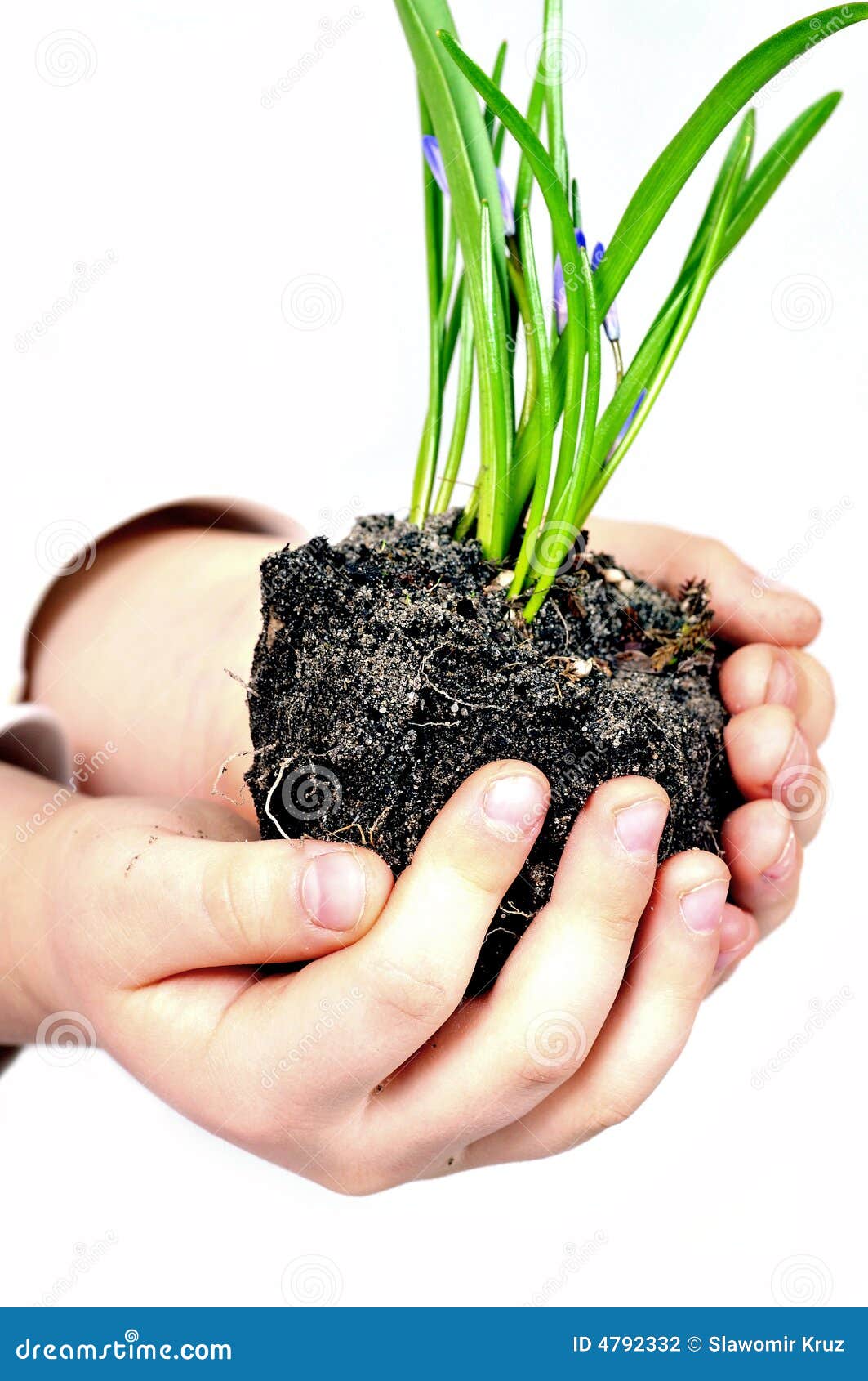 Small hand holding plants stock photo. Image of flowers - 4792332