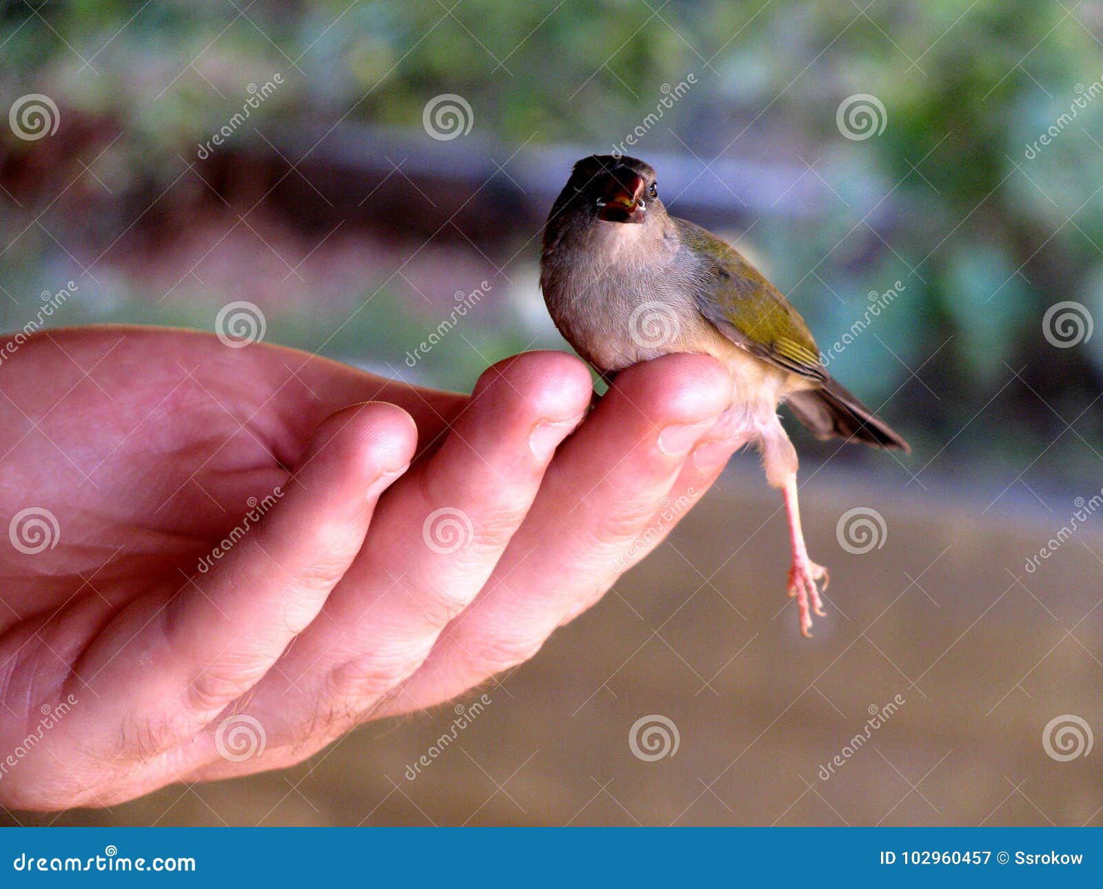 Tiny bird on hand stock image. Image of animal, hand - 102960457