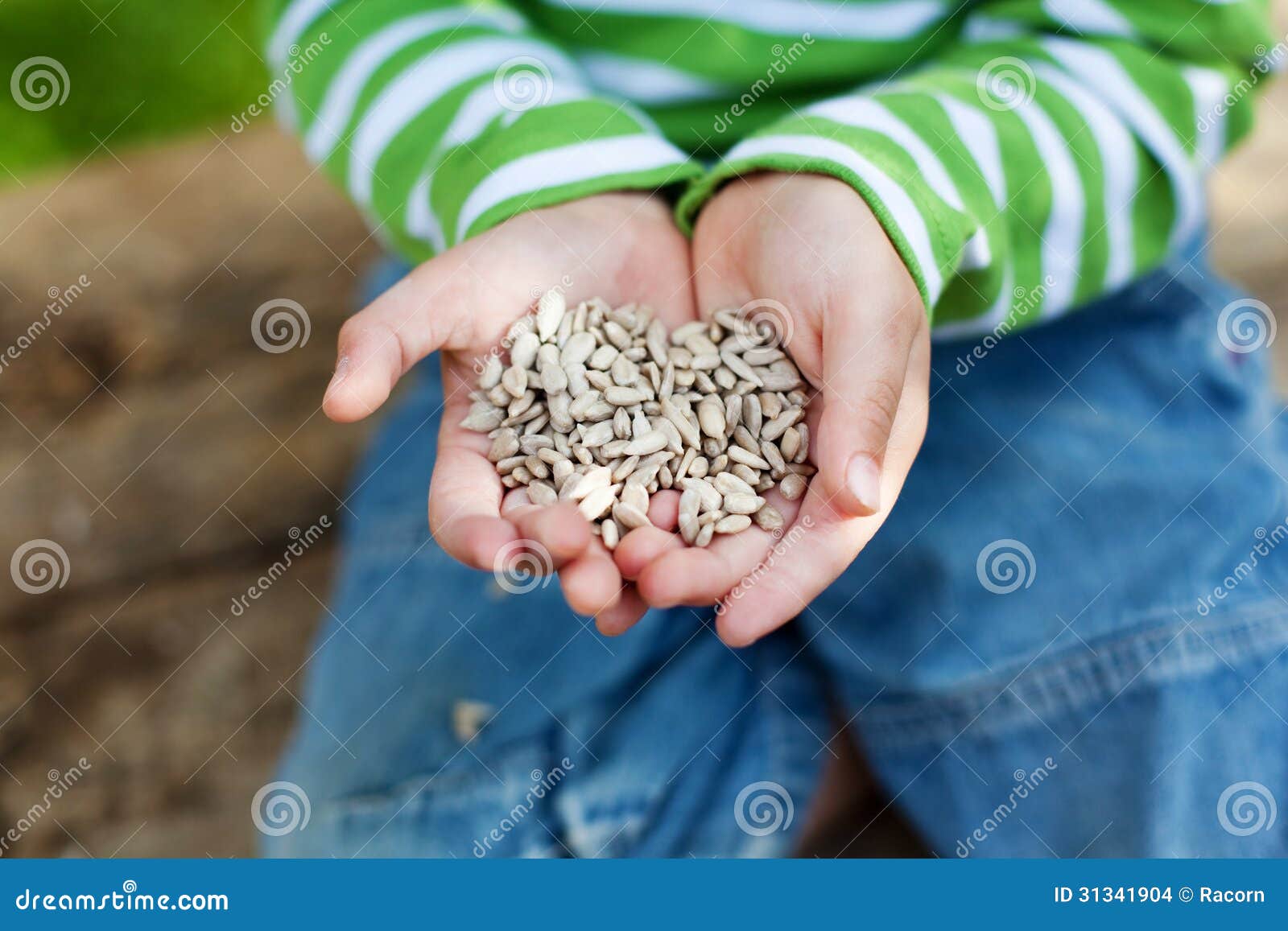 Small Hands Holding Sunflower Seeds Stock Photo - Image of pattern ...