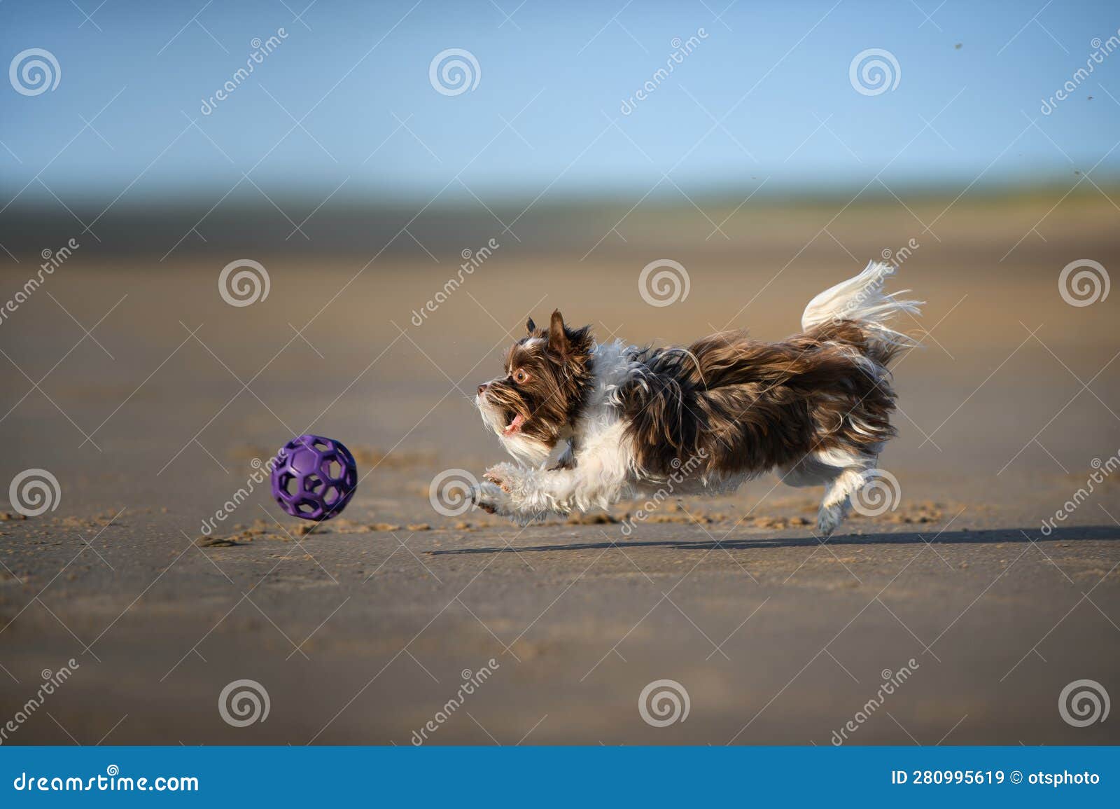 Small Happy Dog Chasing a Ball on the Beach Stock Image - Image of ...